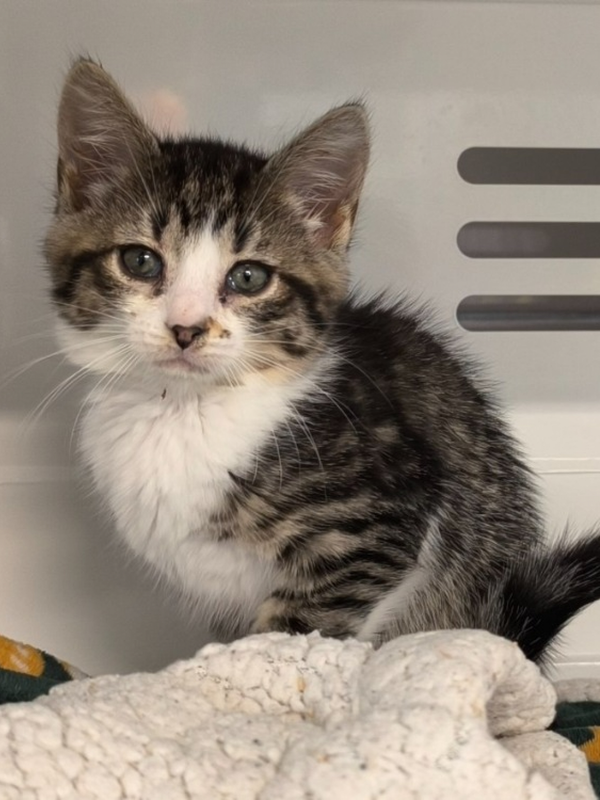 Tina - Européen à adopter à Maubert-Fontaine (08) - Animaux.fr