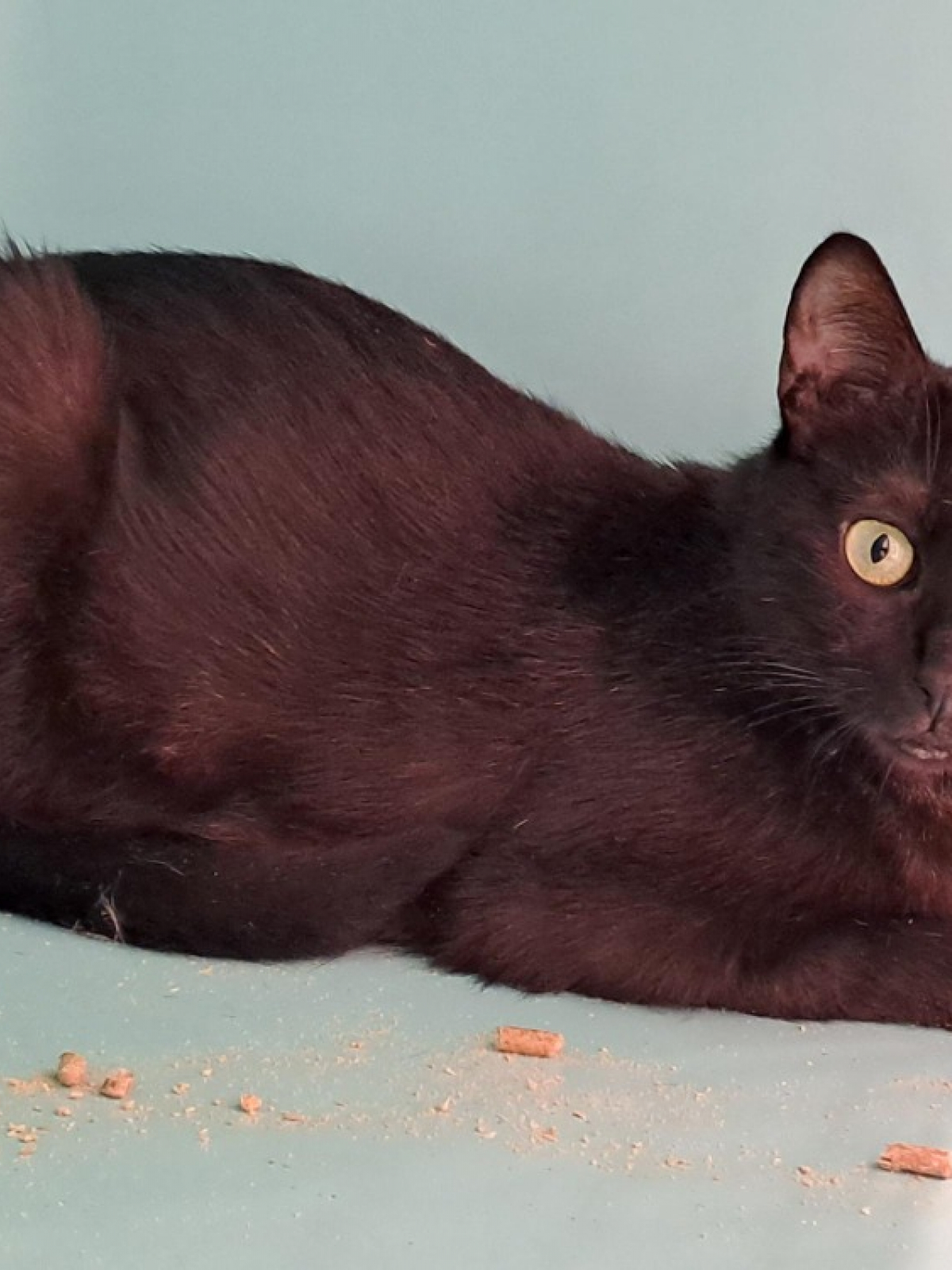 Bella - Européen à adopter à Flayosc (83) - Animaux.fr