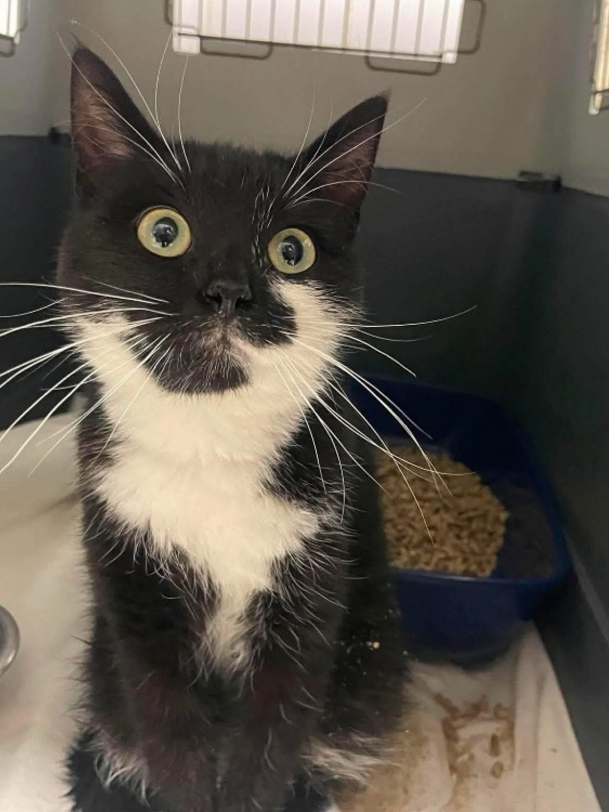 Croquette - Européen à adopter à Saint-Omer (62) - Animaux.fr