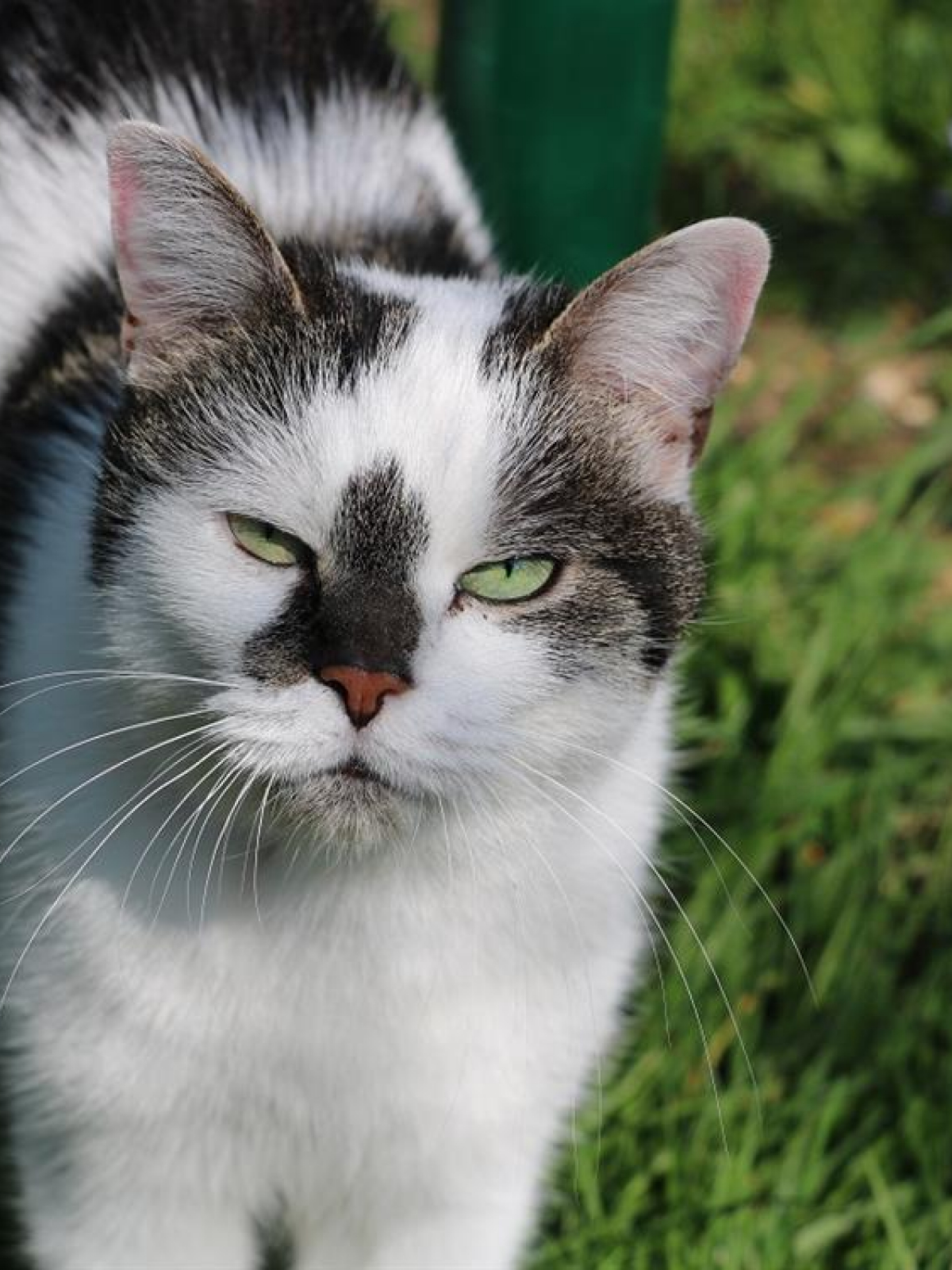 Jasmine - Européen à adopter à Orgeval (78) - Animaux.fr