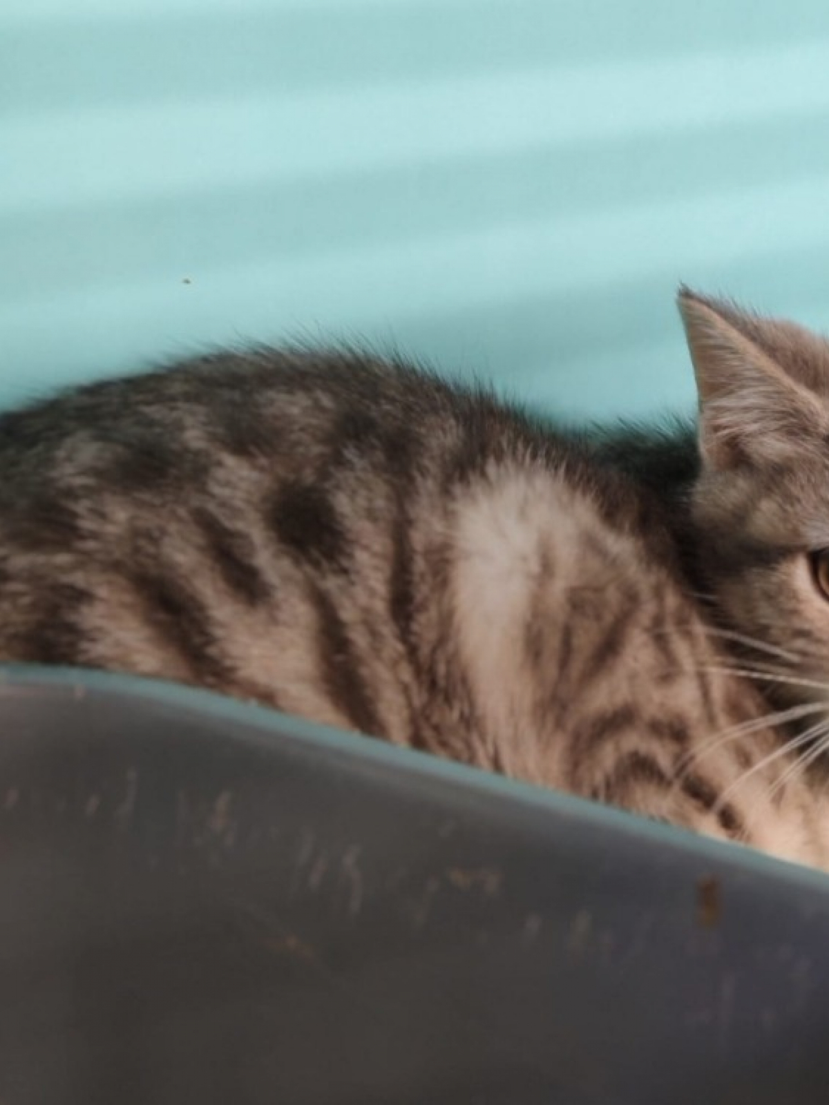 Moana - Européen à adopter à Gennevilliers (92) - Animaux.fr
