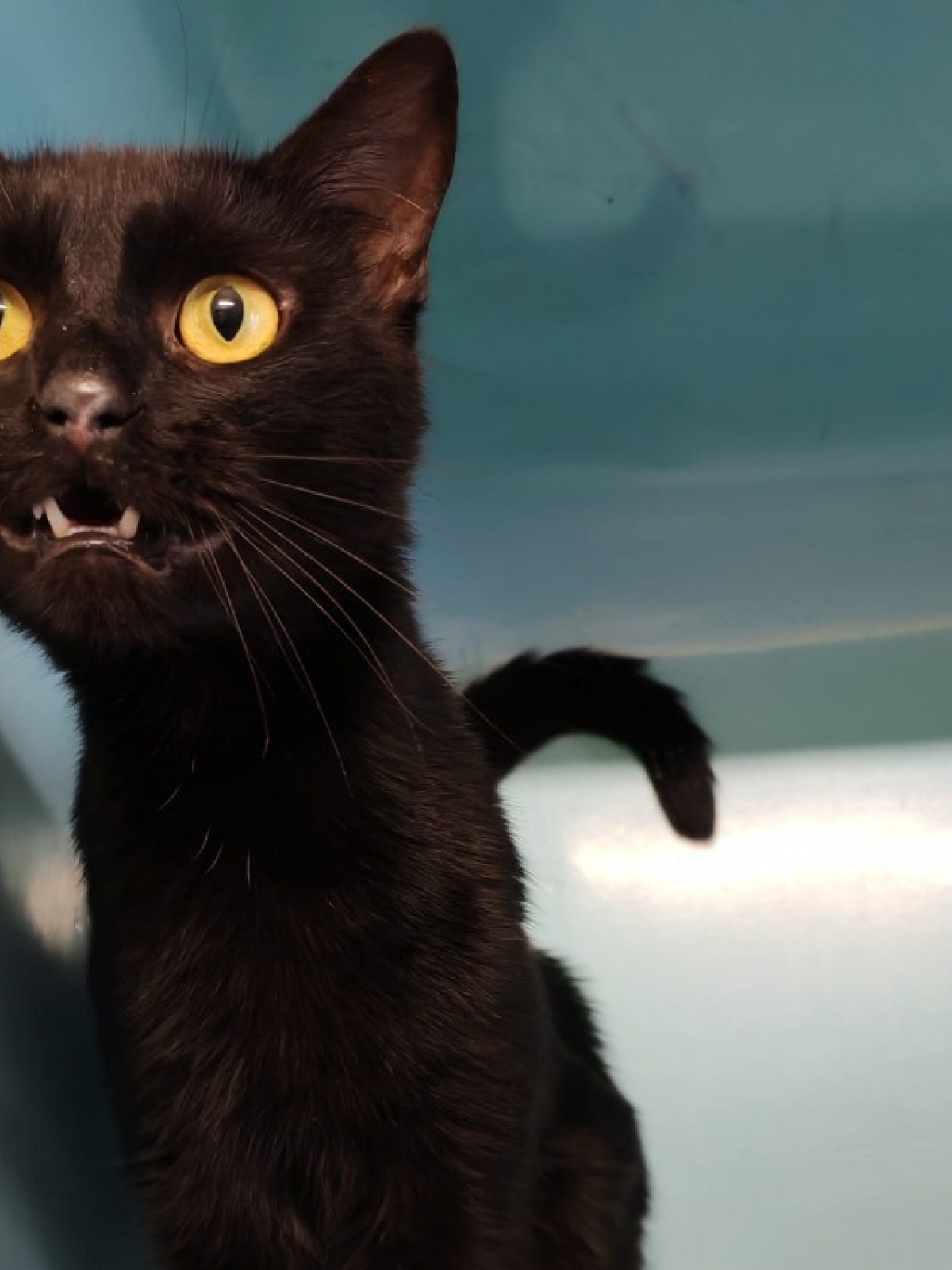 Miko - Européen à adopter à Gennevilliers (92) - Animaux.fr