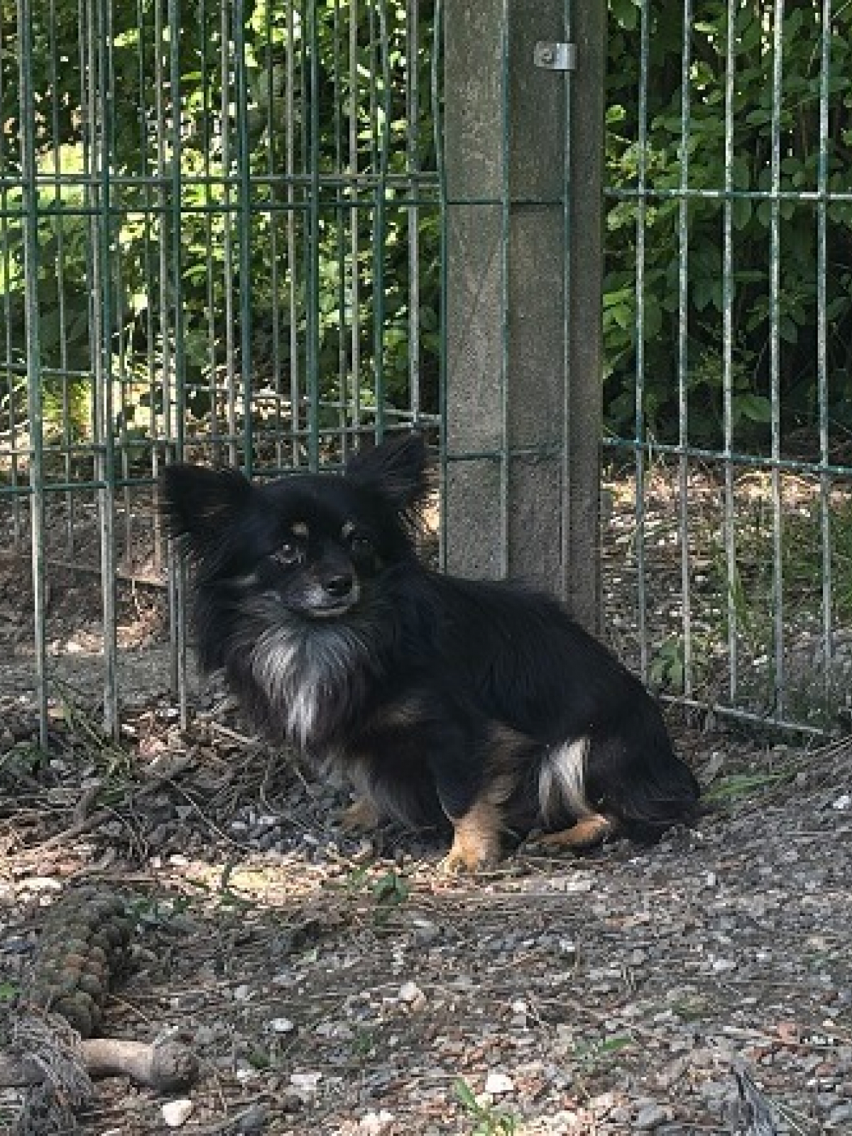Viny - Chihuahua à adopter à Bouguenais (44) - Animaux.fr