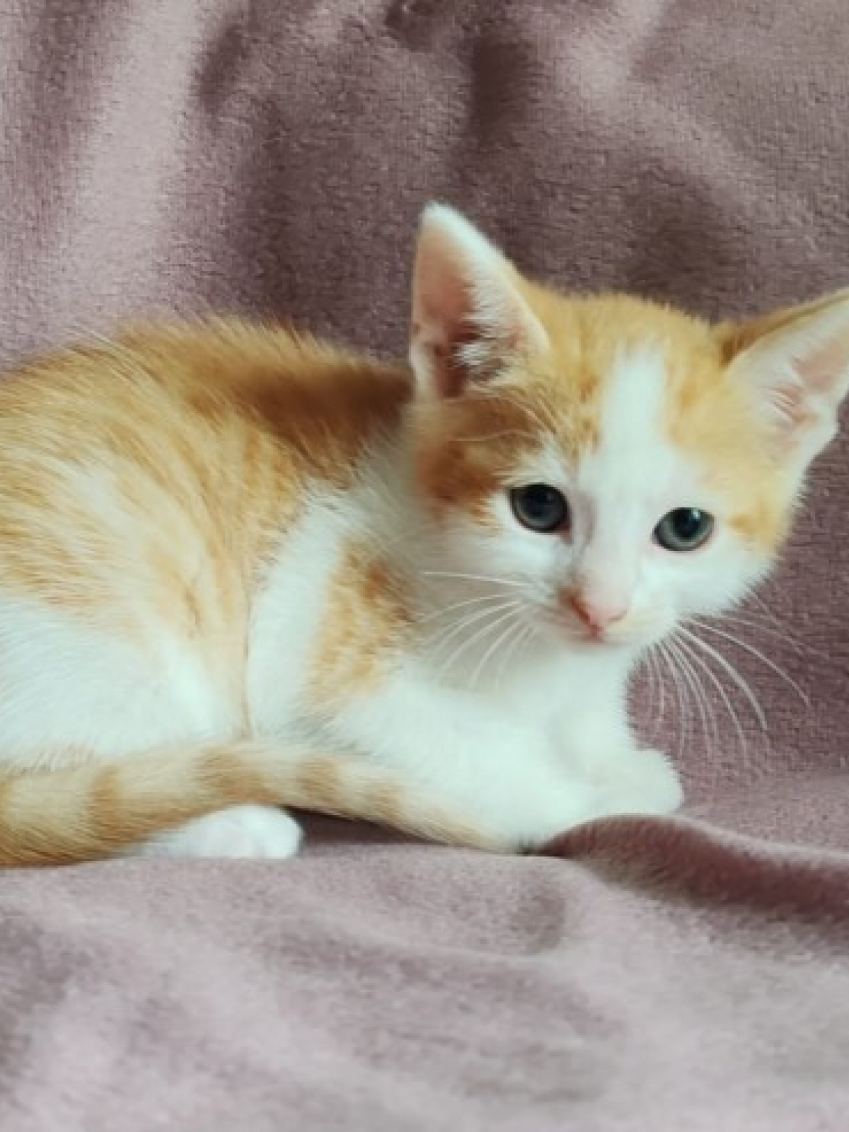 Erramis - Européen à adopter à Chamarande (91) - Animaux.fr