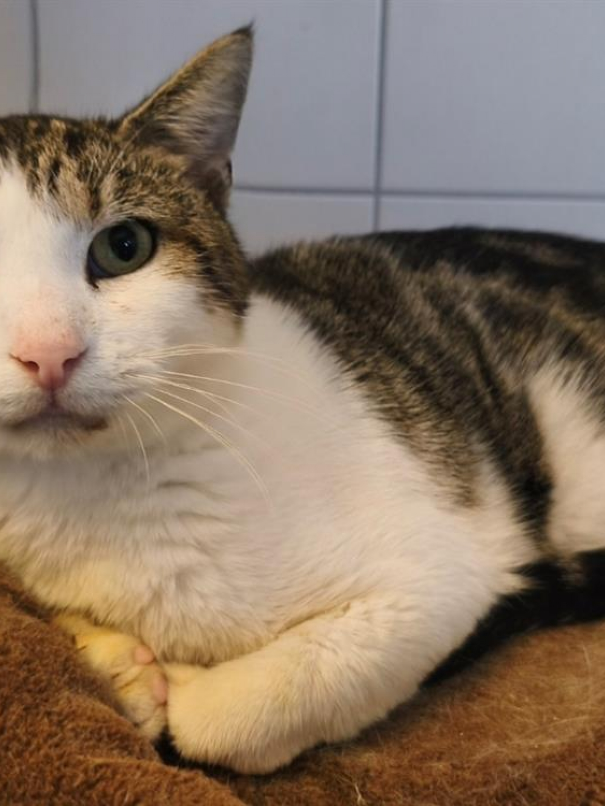 Honey - Européen à adopter à Thionville (57) - Animaux.fr