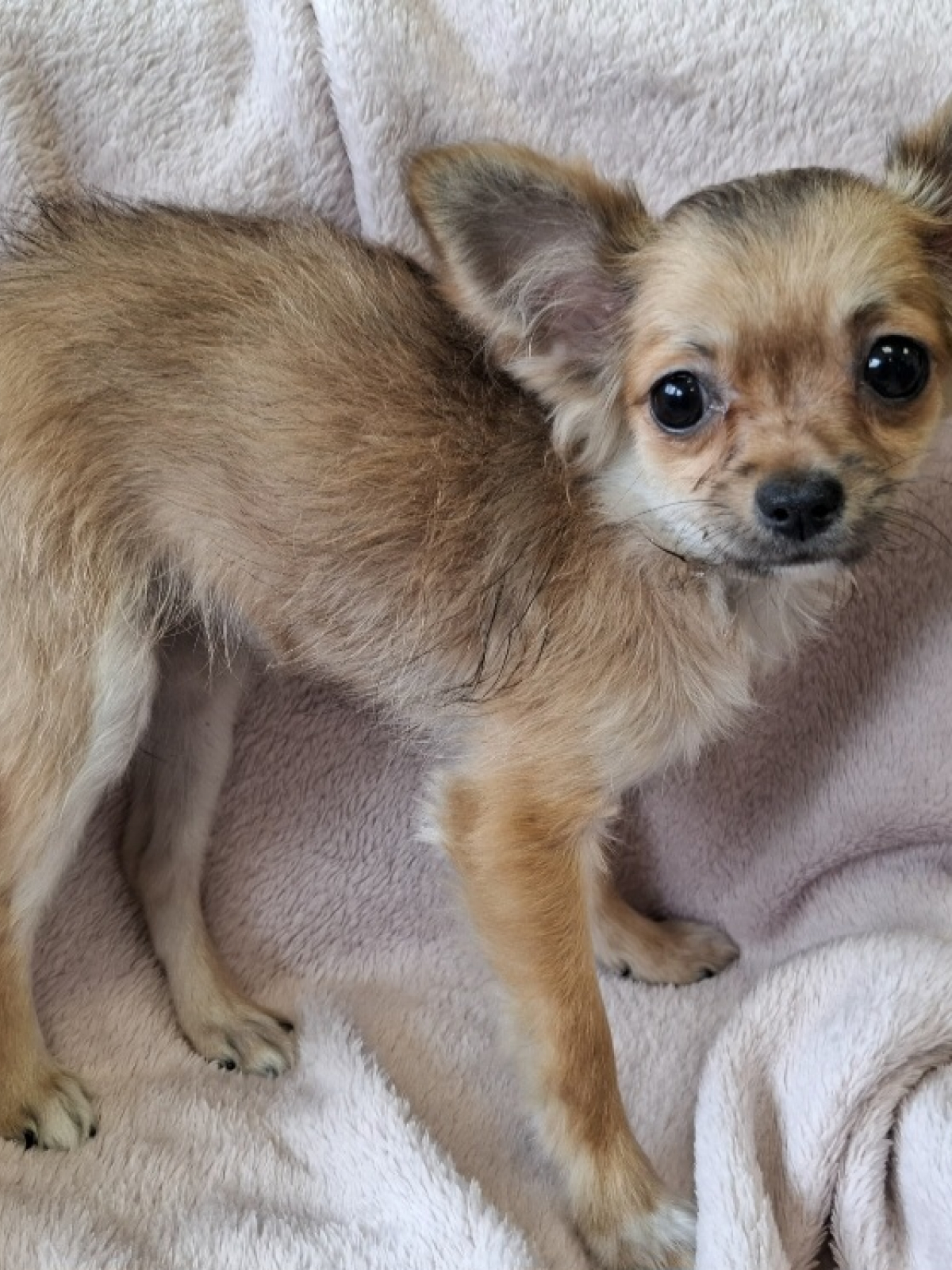 Bounty - Chihuahua à adopter à Tilloy-lès-Mofflaines (62) - Animaux.fr