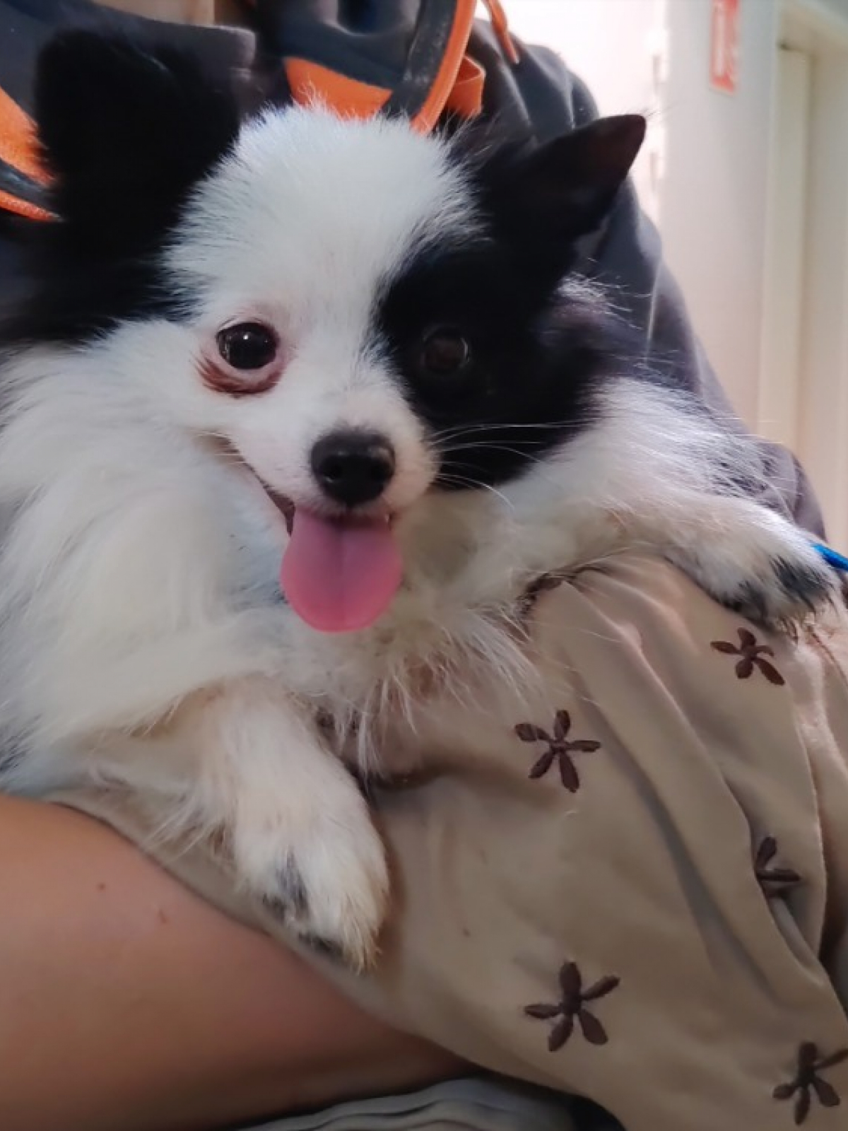 Rico - Spitz Allemand à adopter à Plaisir (78) - Animaux.fr