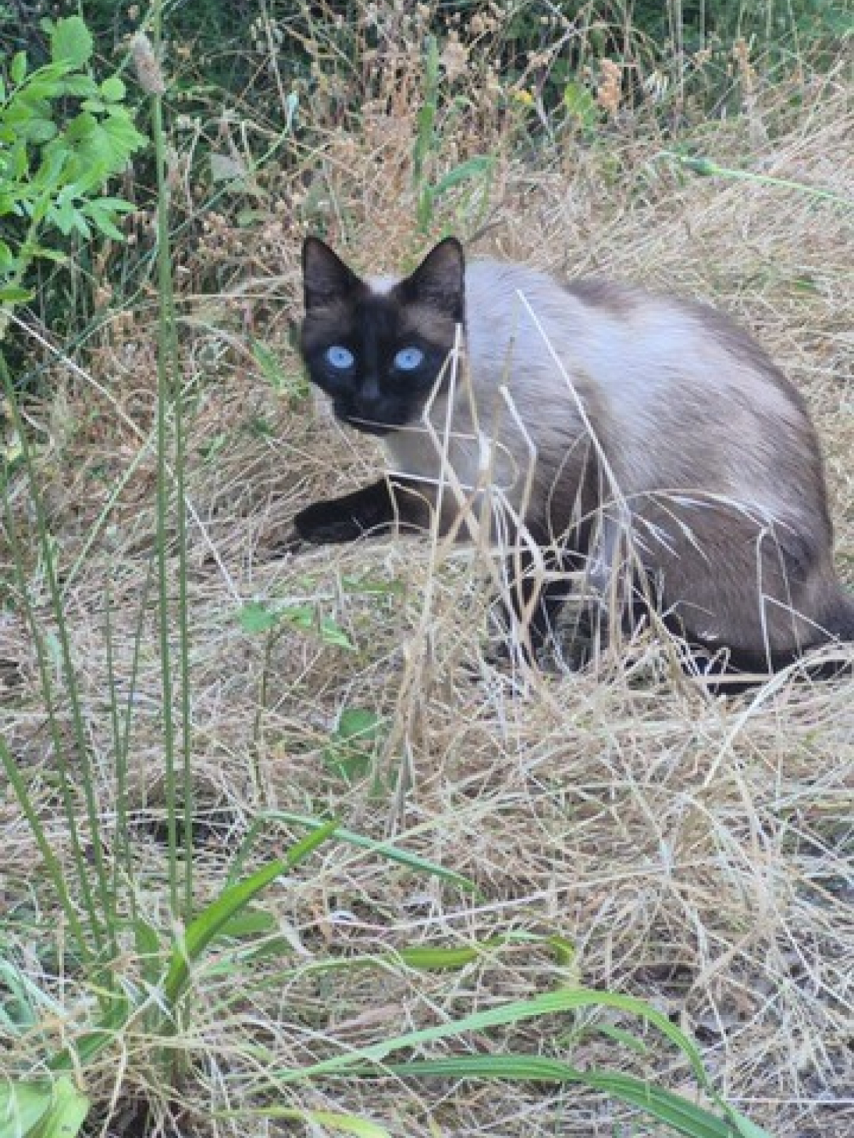 Moon - Européen à adopter à Ajaccio (2A) - Animaux.fr