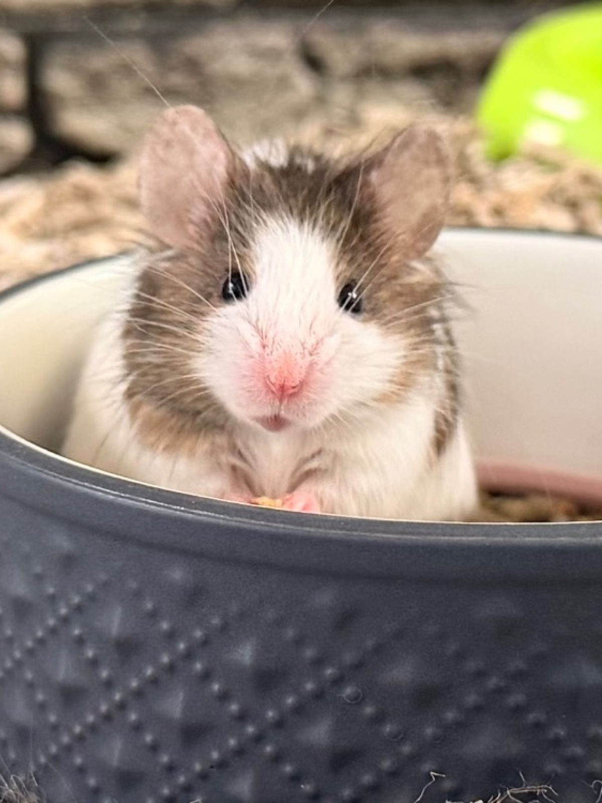 Bonnie - Souris à adopter à Cluses (74) - Animaux.fr