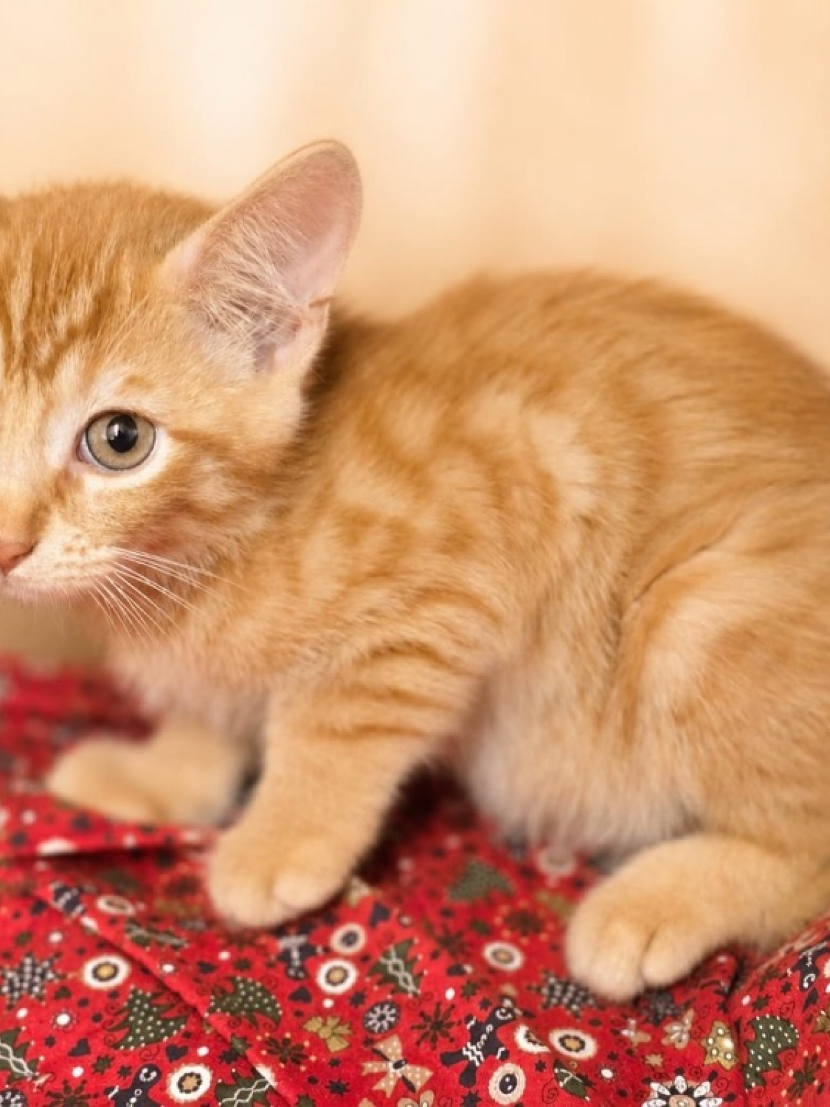 Picasso - Européen à adopter à Marennes (69) - Animaux.fr