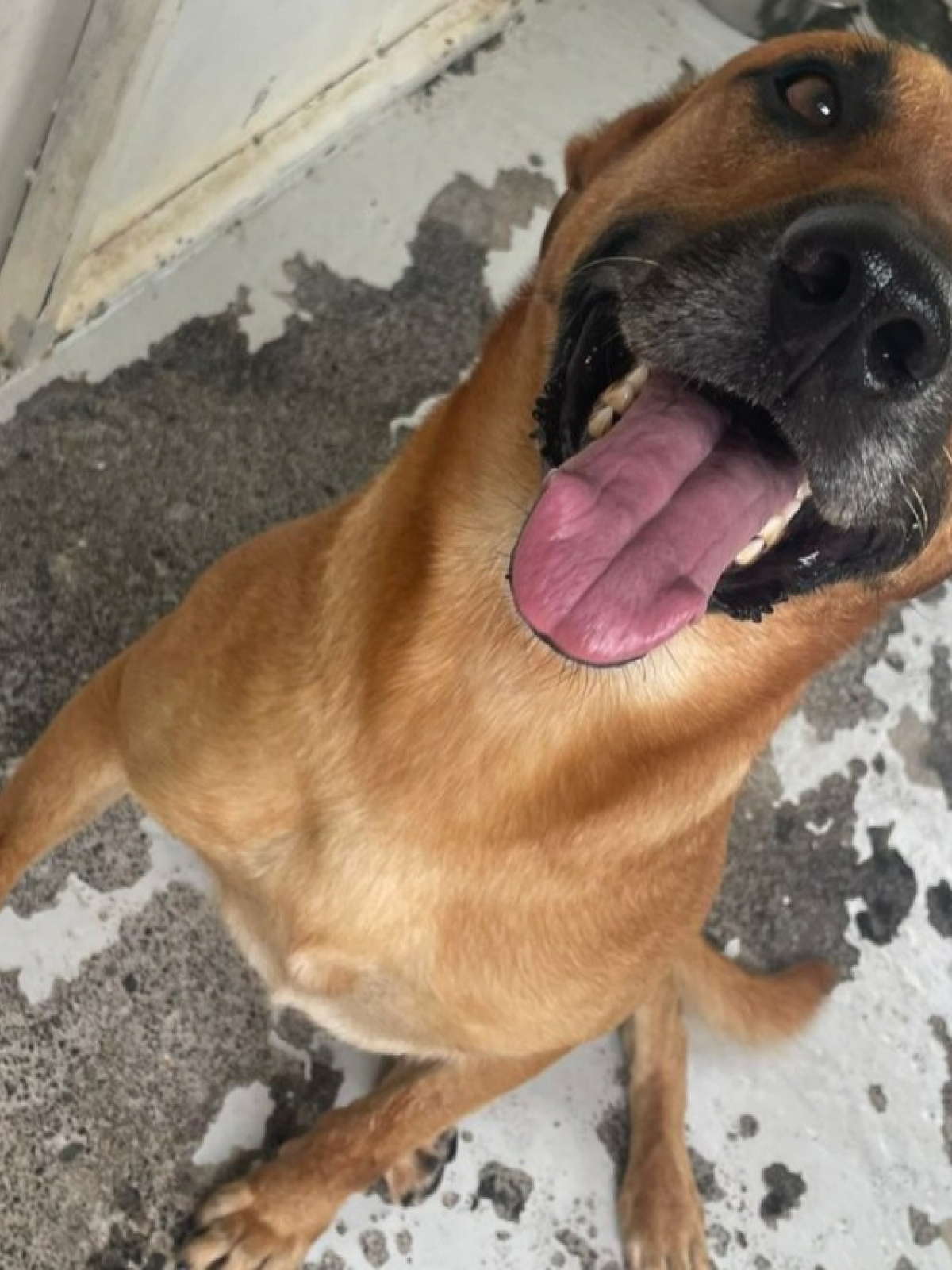 Stark - Chien à adopter - Canada - Animaux.fr