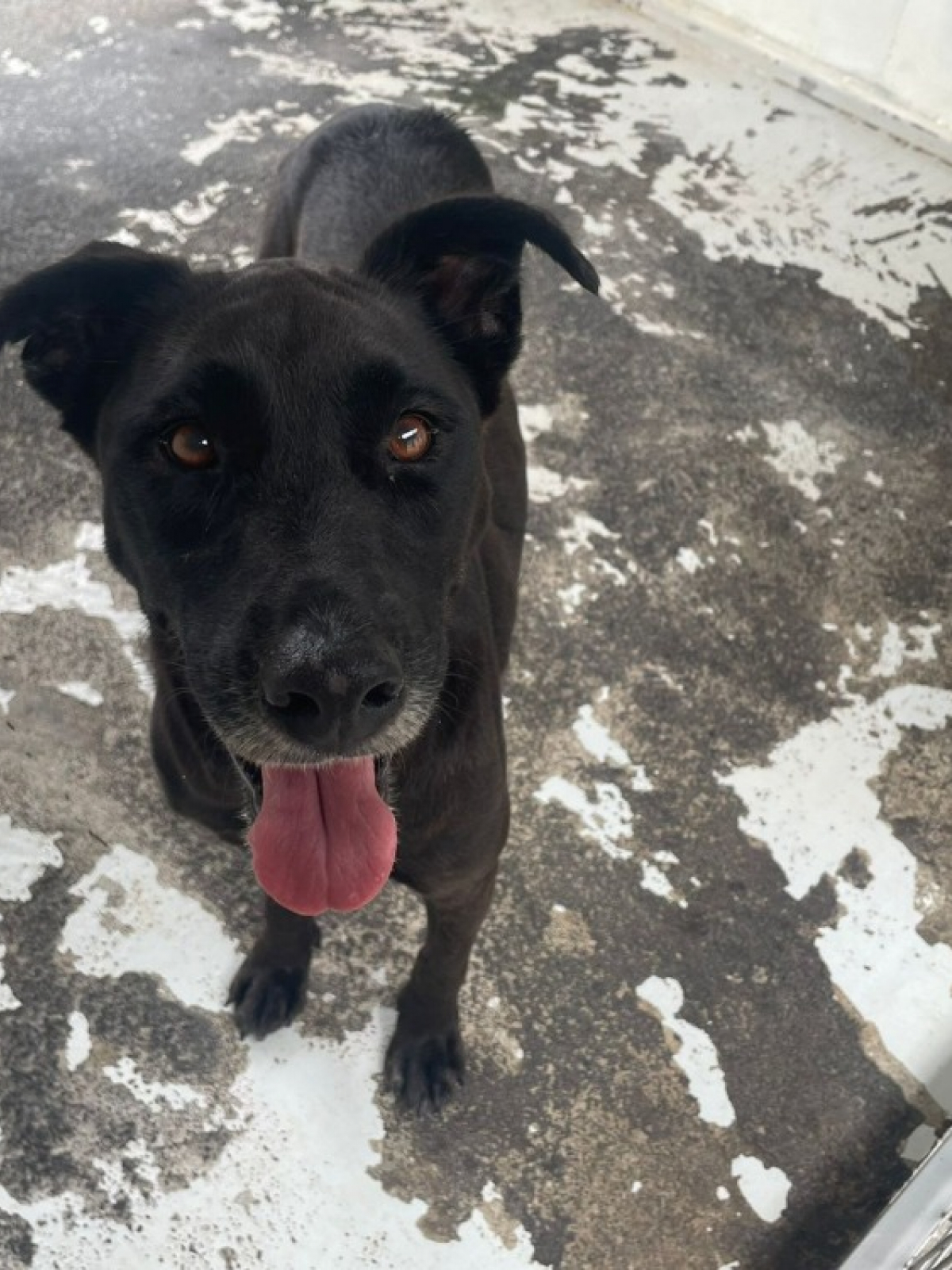 Xima - Chien à adopter - Canada - Animaux.fr