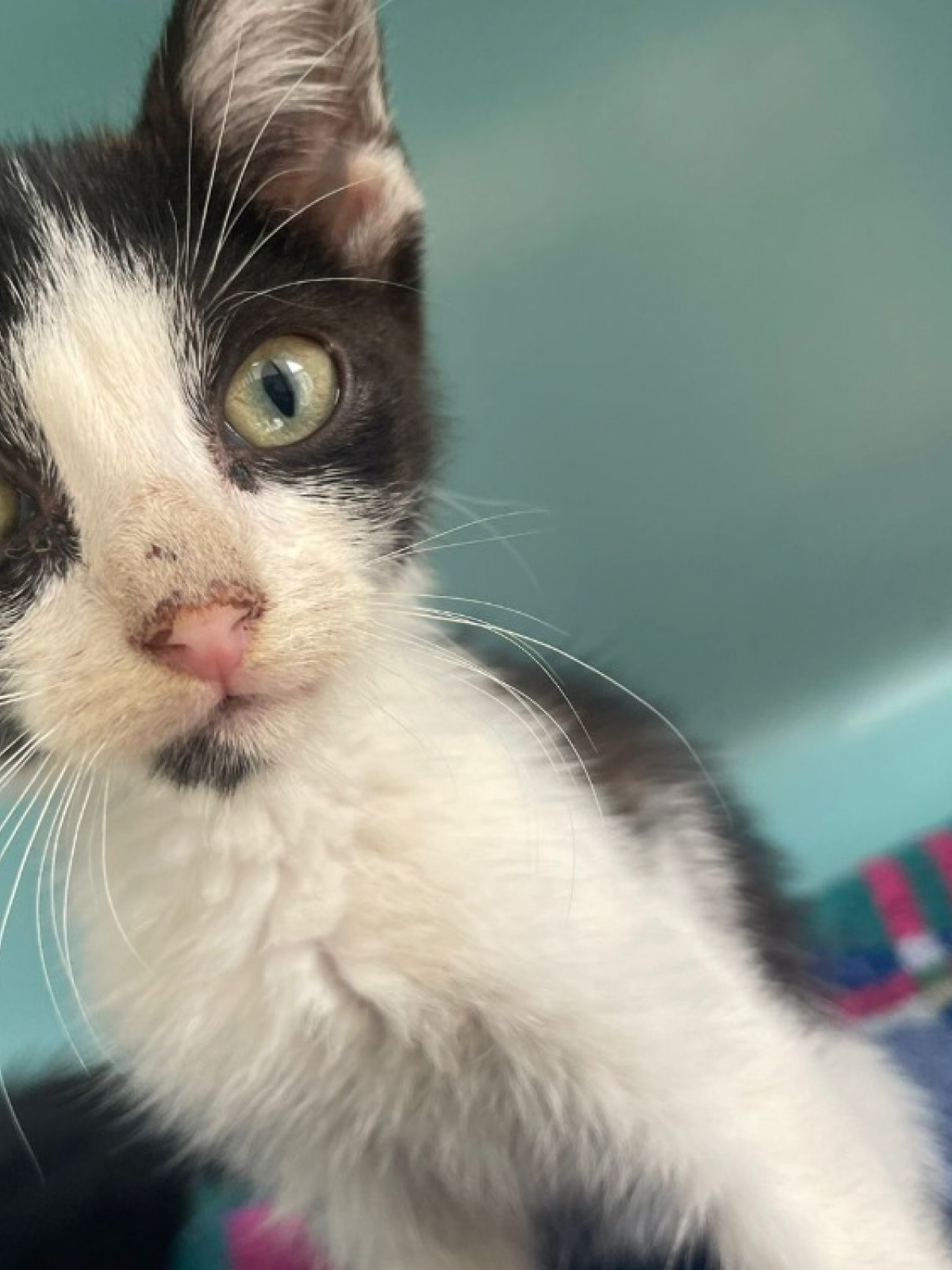 Gliss - Européen à adopter - Canada - Animaux.fr