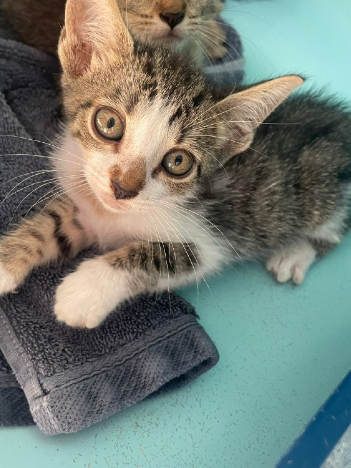Barnabe - Européen à adopter - Canada - Animaux.fr