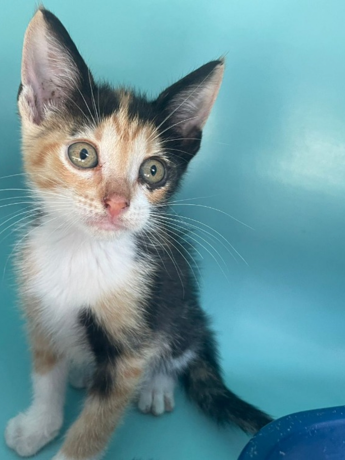 Berty - Européen à adopter - Canada - Animaux.fr