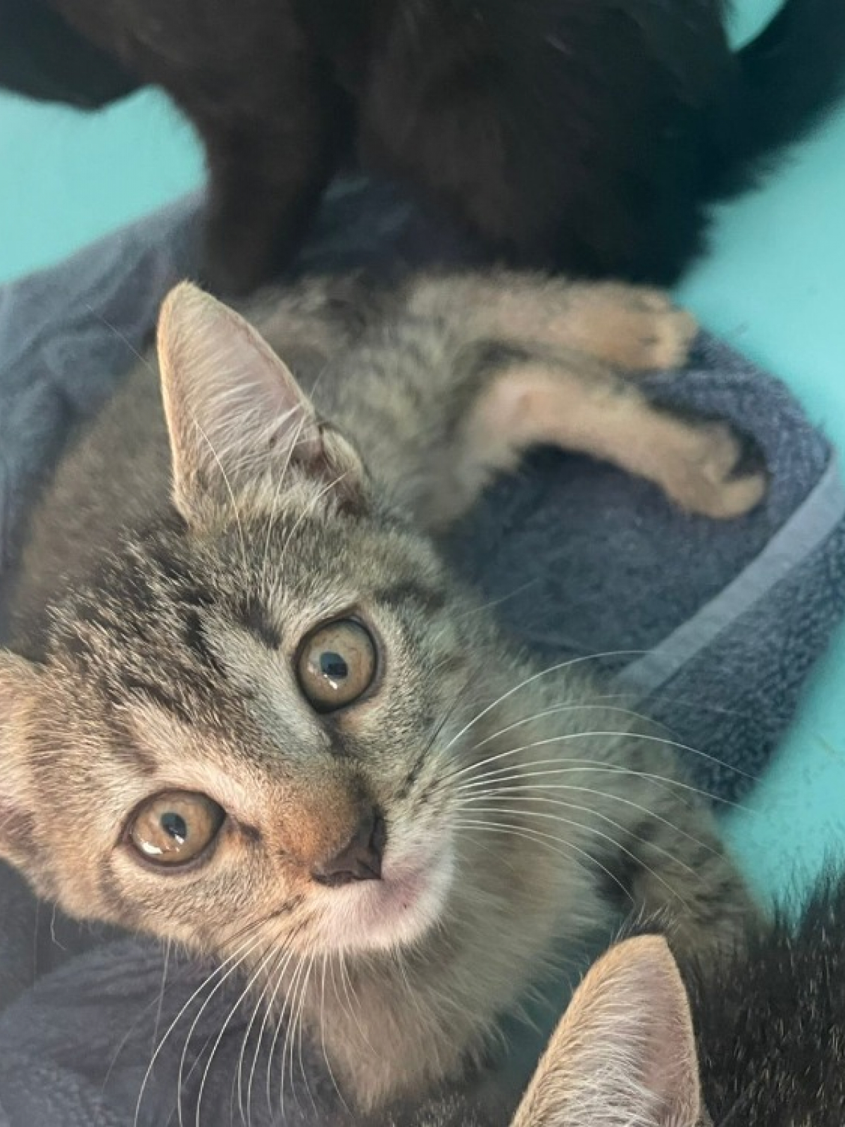Barbotte - Européen à adopter - Canada - Animaux.fr