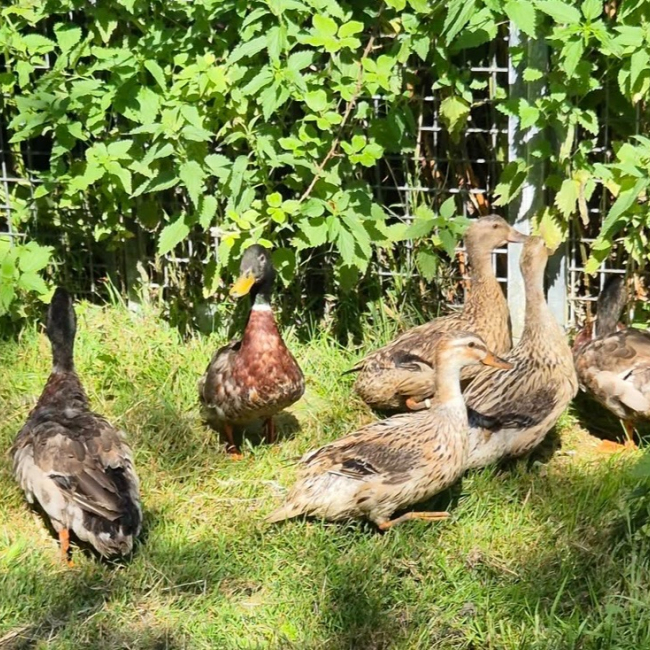 Coin coin - Canard à adopter à Saint-Omer (62) - Animaux.fr