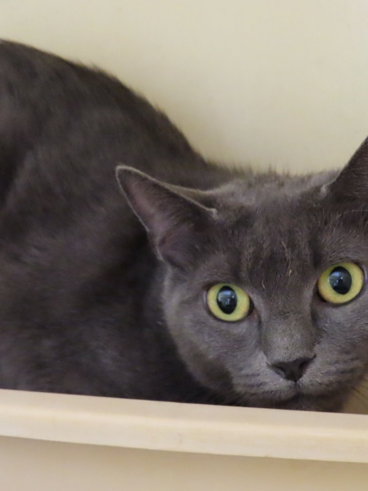 Lara - Européen à adopter à Plaisir (78) - Animaux.fr