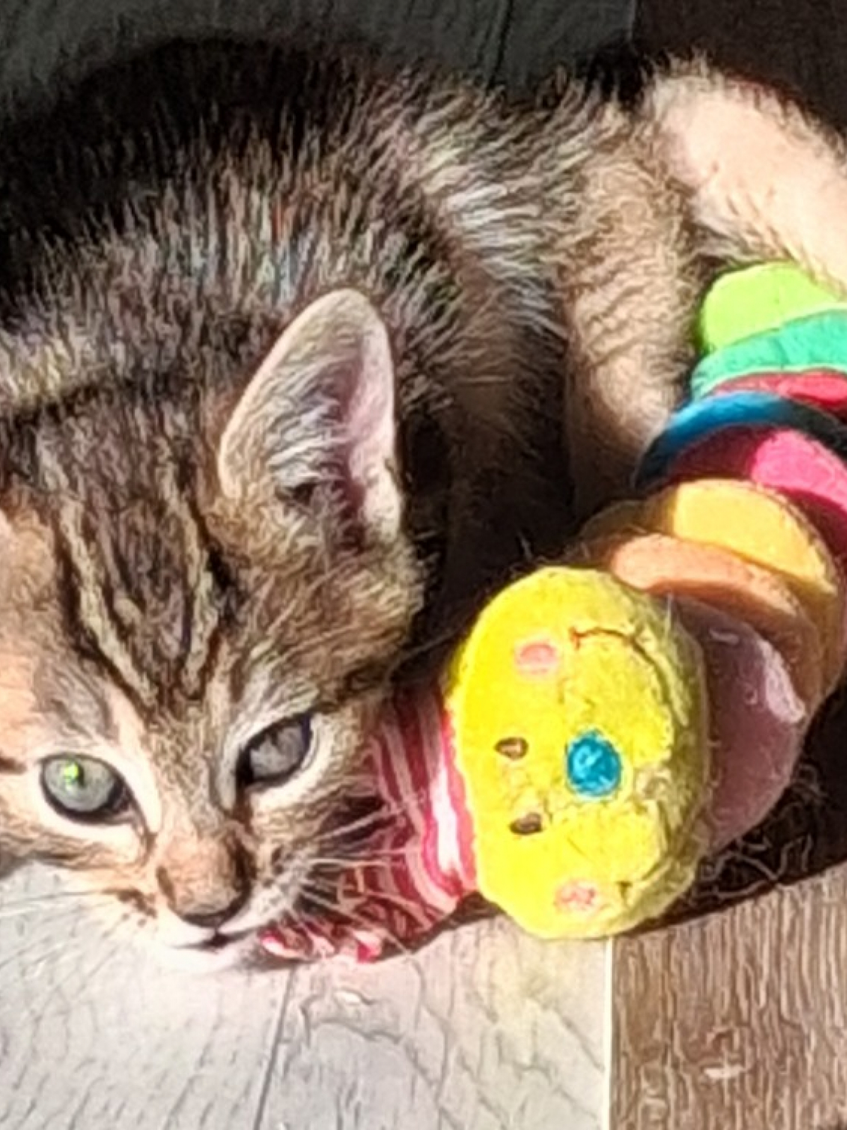 Batik - Européen à adopter à Beaurepaire-en-Bresse (71) - Animaux.fr