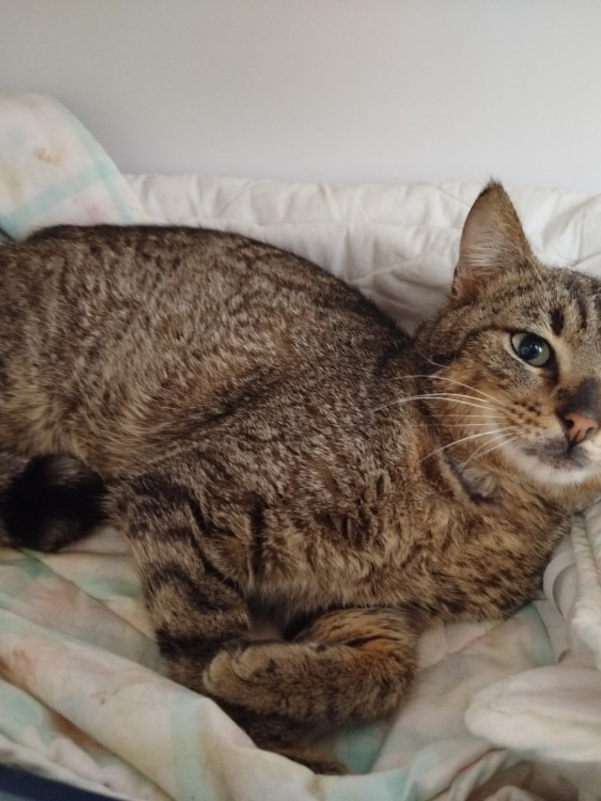 Blossom - Européen à adopter à Plouhinec (29) - Animaux.fr