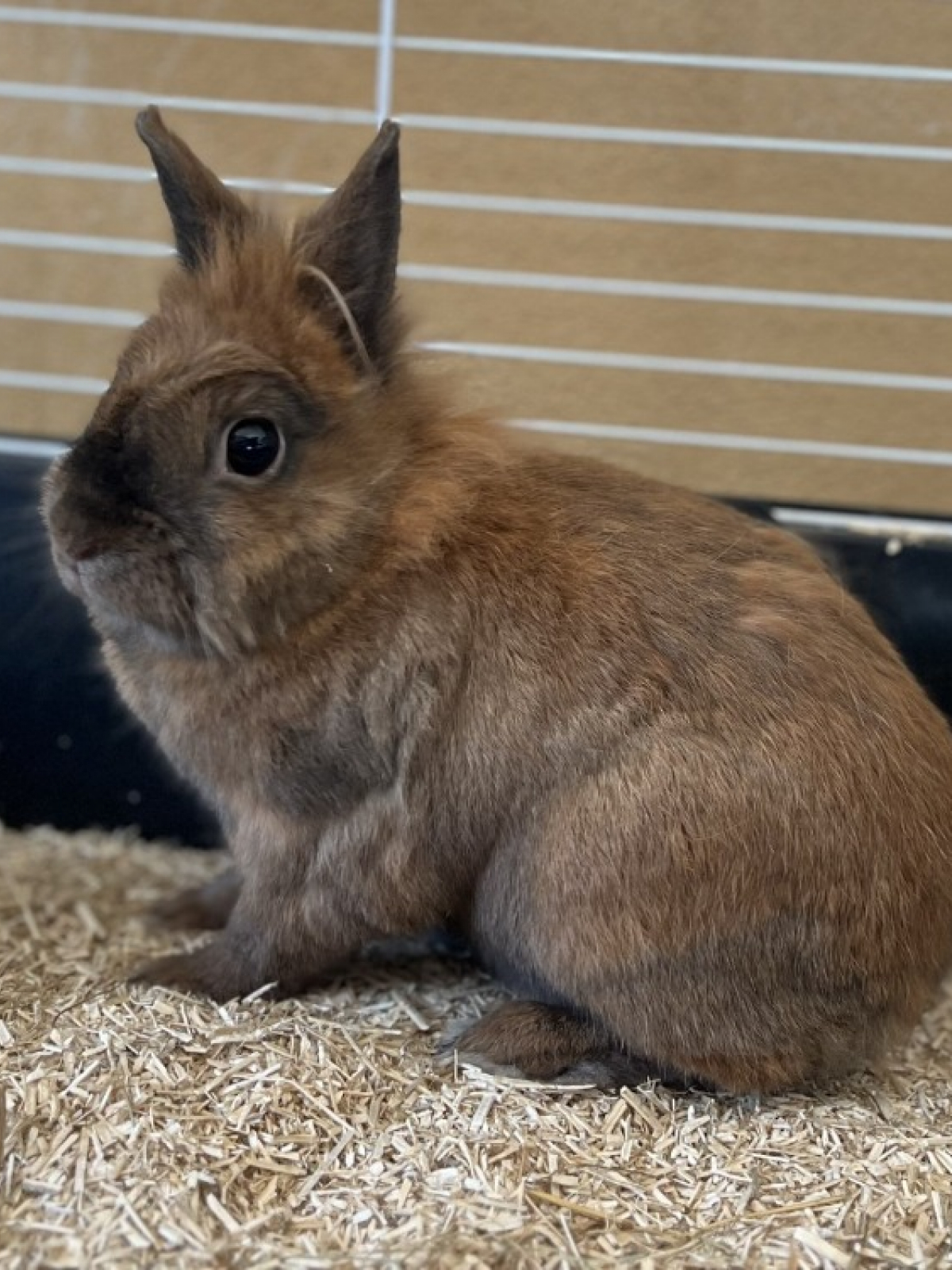 Bailey - Lapin à adopter à Gennevilliers (92) - Animaux.fr