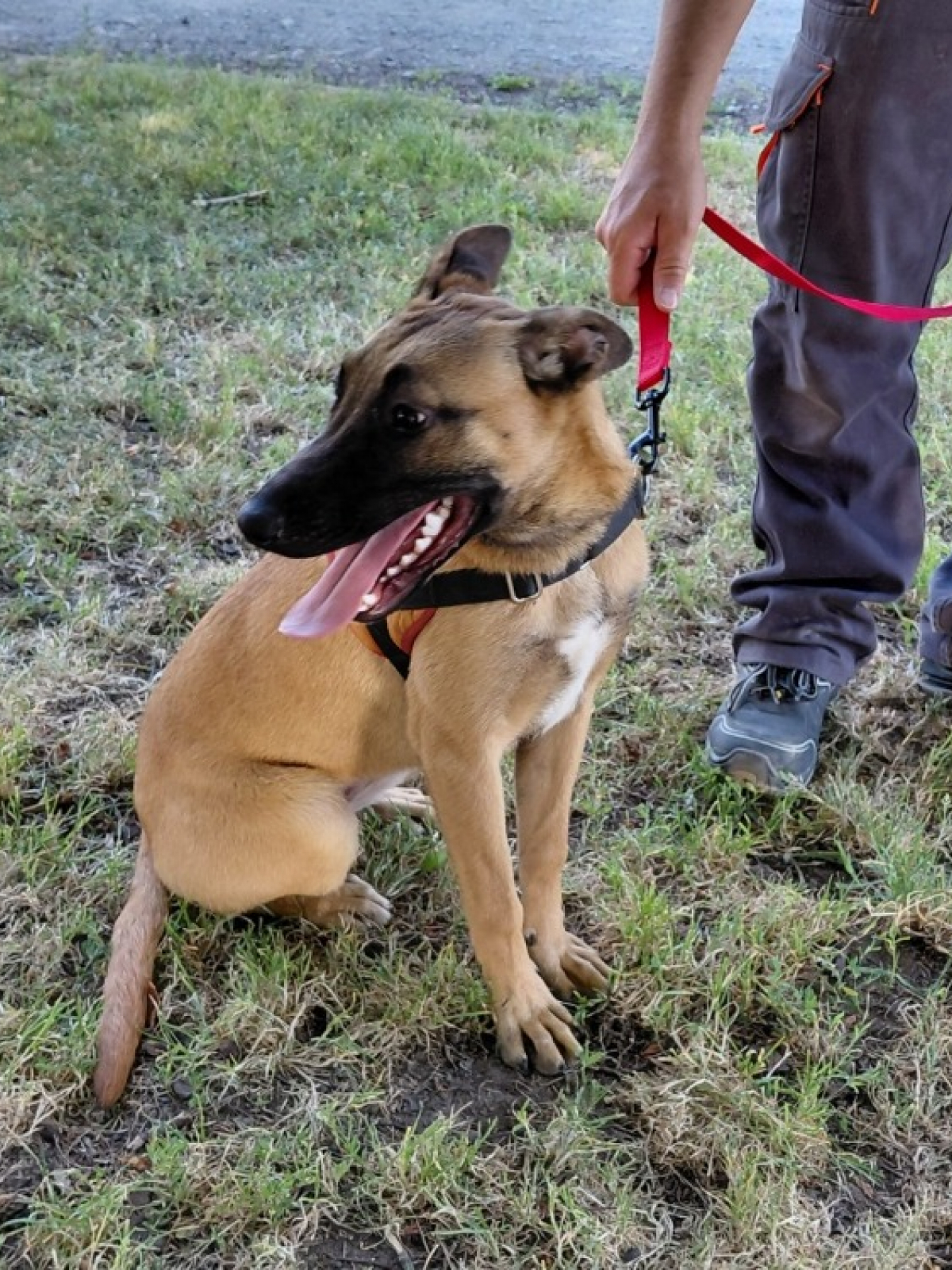 Madeleine - Chien à adopter à Yvré-l'Évêque (72) - Animaux.fr