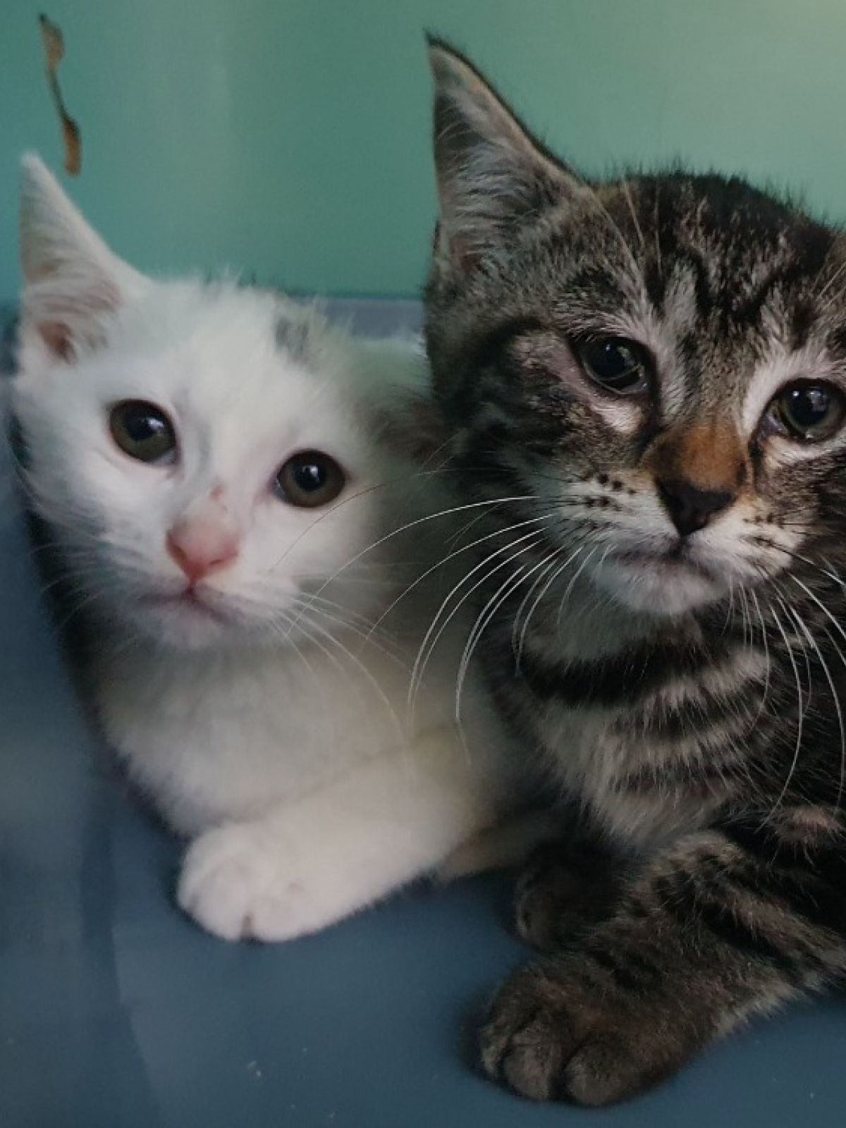 Leah - Européen à adopter à Chamarande (91) - Animaux.fr
