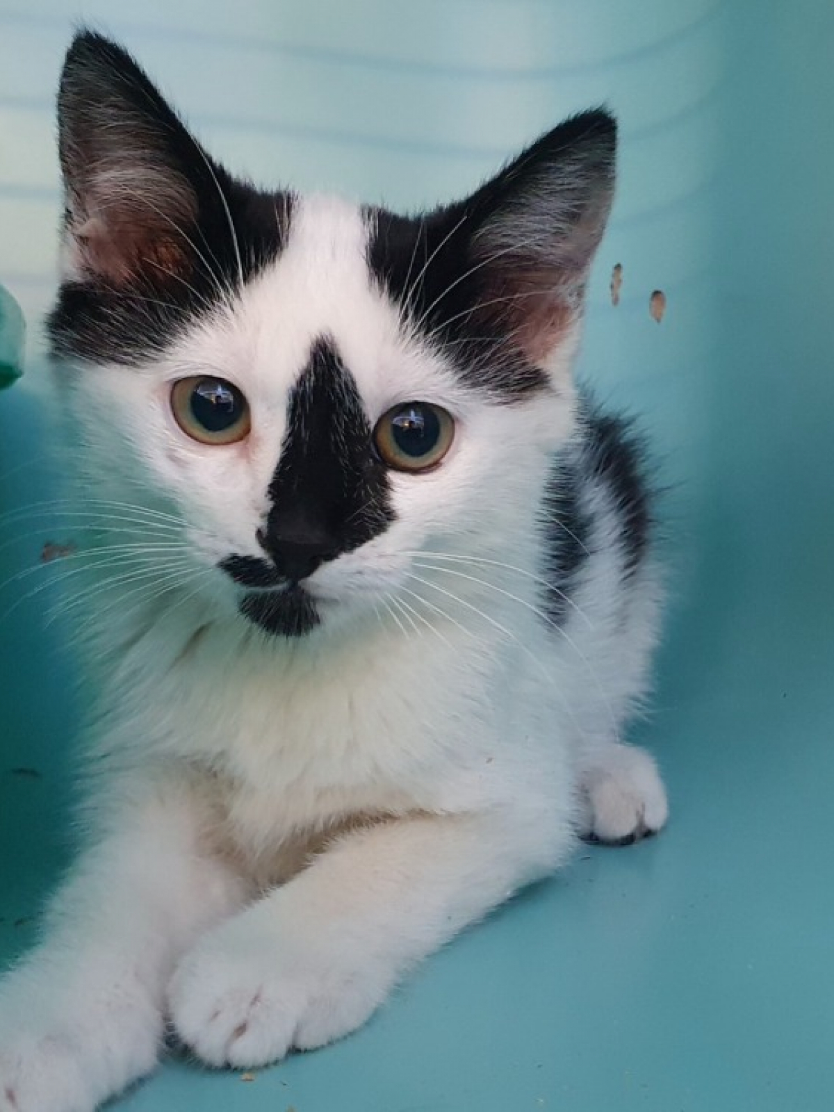 Zephyr - Européen à adopter à Chamarande (91) - Animaux.fr