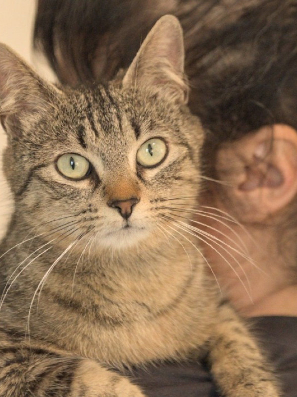 Reine - Européen à adopter à Vaux-le-Pénil (77) - Animaux.fr