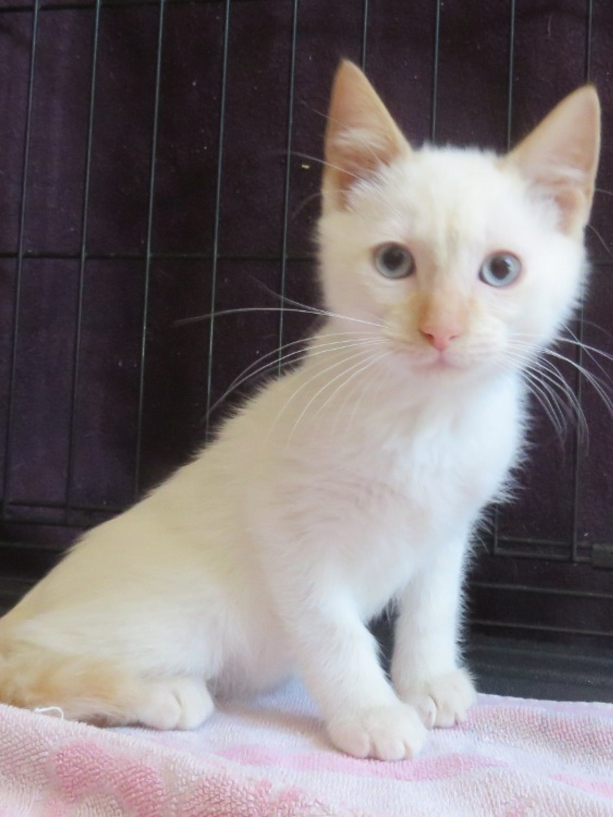 Sonic - Européen à adopter à Mirepoix (09) - Animaux.fr