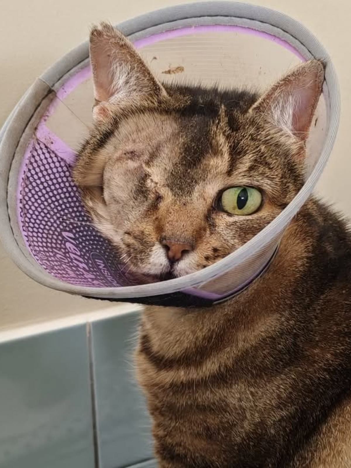 Mouche - Européen à adopter à Gennevilliers (92) - Animaux.fr