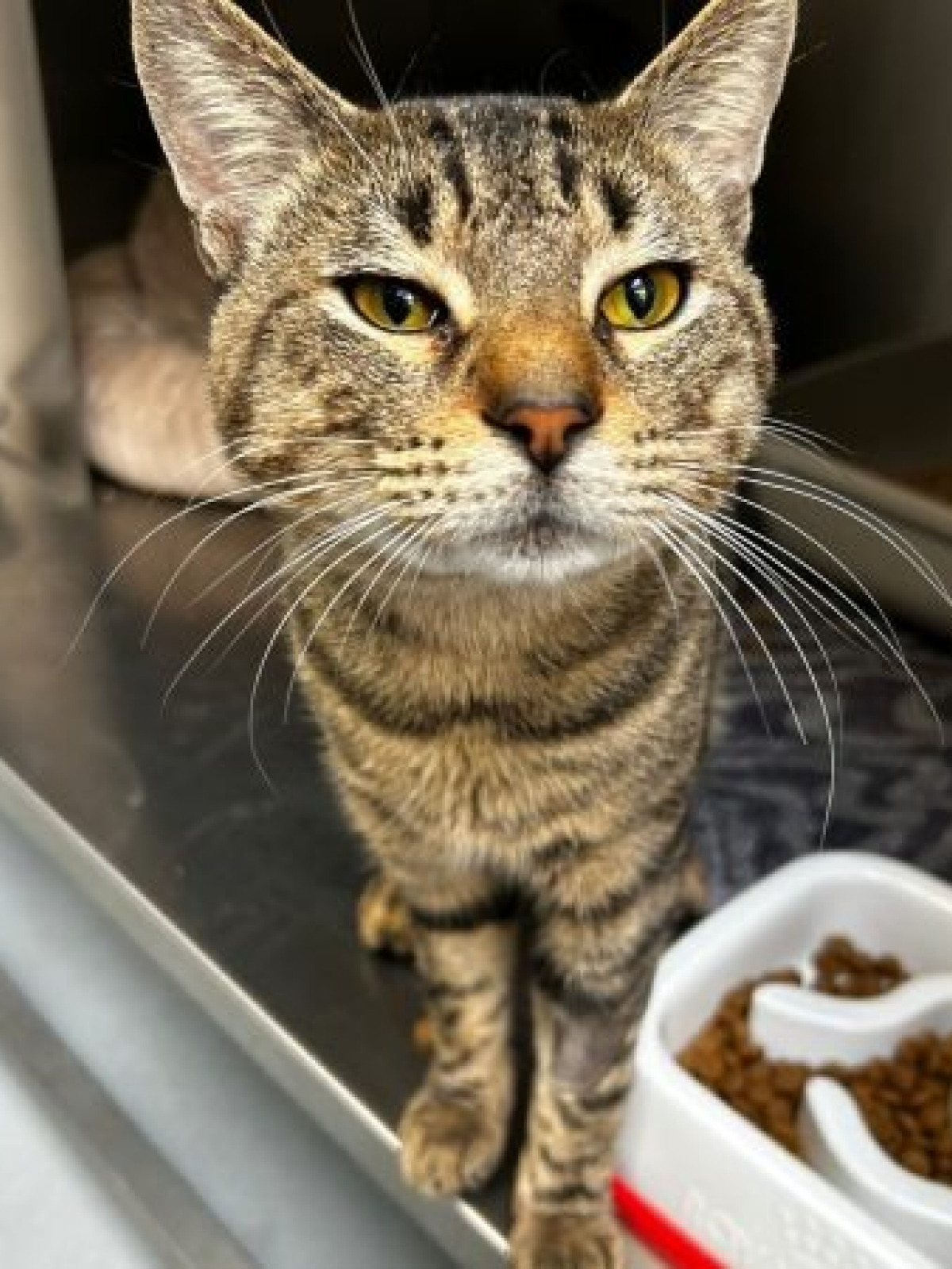 Pierogi - Européen à adopter à Eecke (59) - Animaux.fr