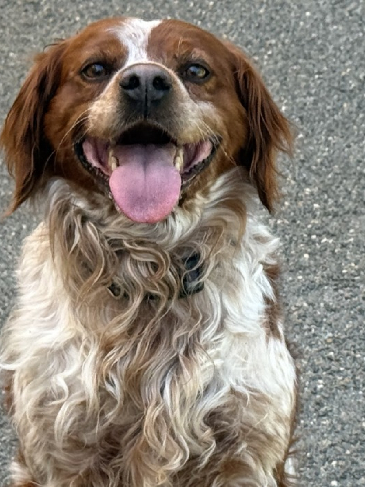 Paco - Epagneul Breton à adopter à Vaux-le-Pénil (77) - Animaux.fr