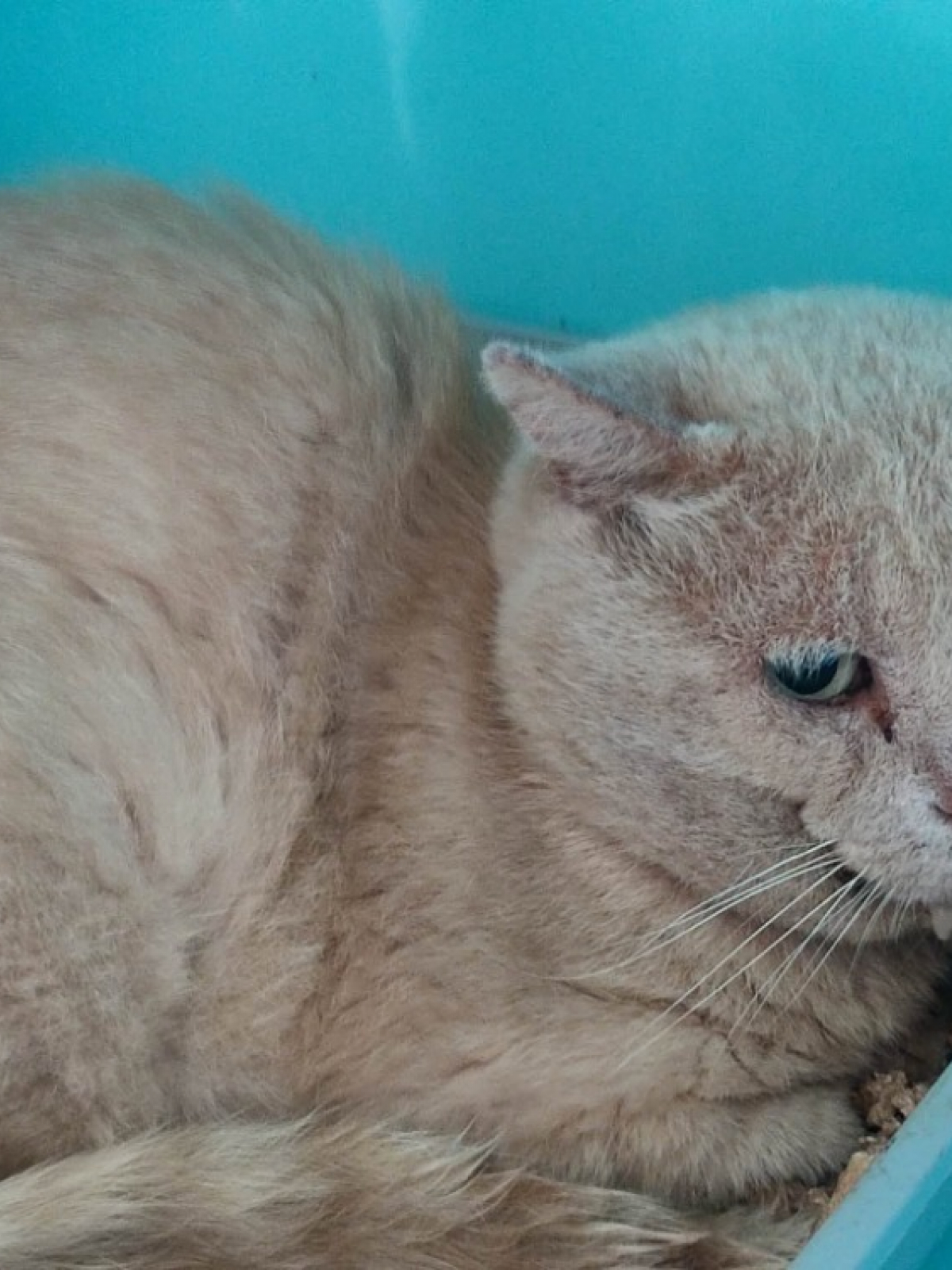 Cesar - Européen à adopter à Quimper (29) - Animaux.fr