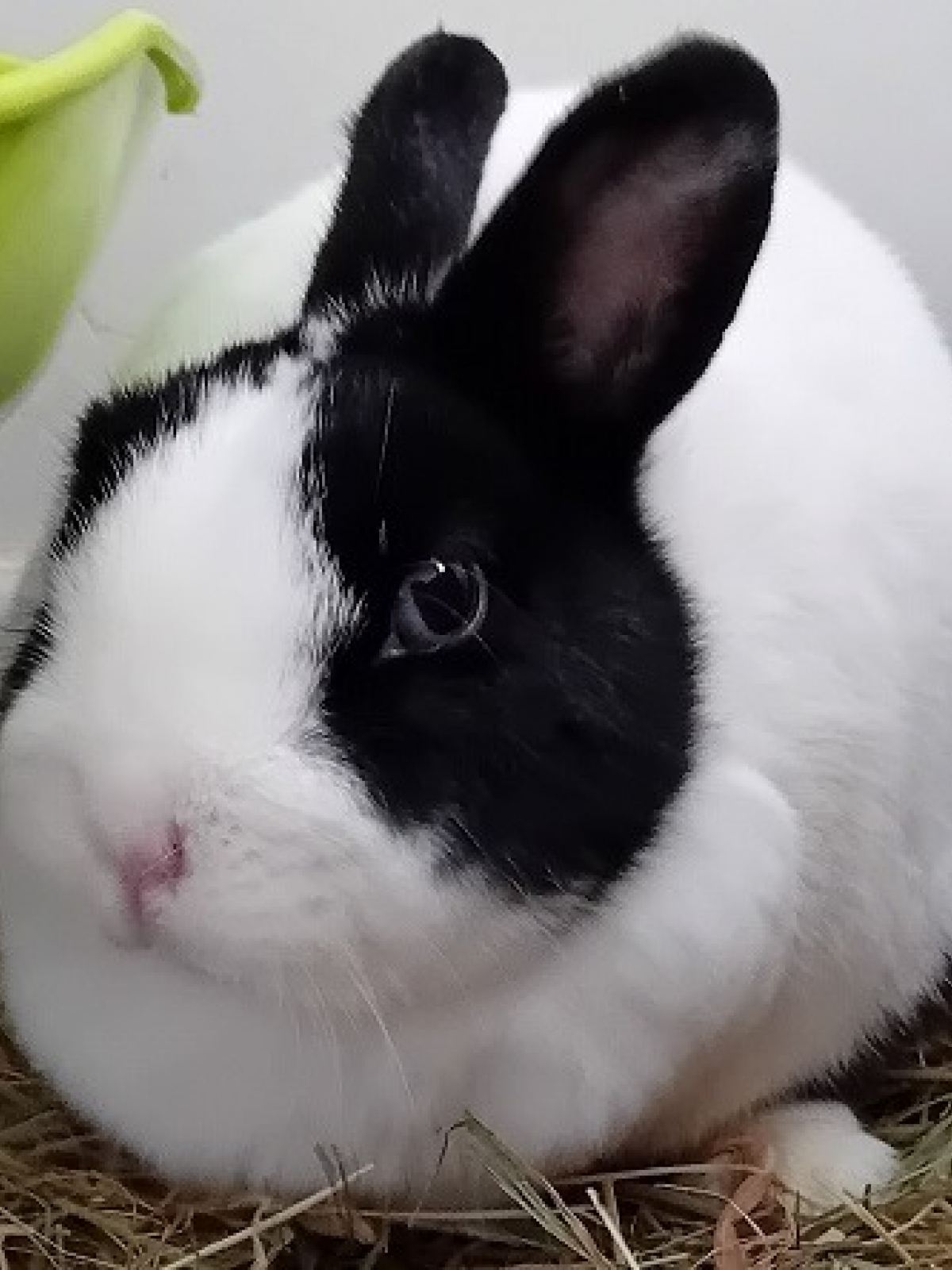 Lys - Lapin à adopter à Bouguenais (44) - Animaux.fr
