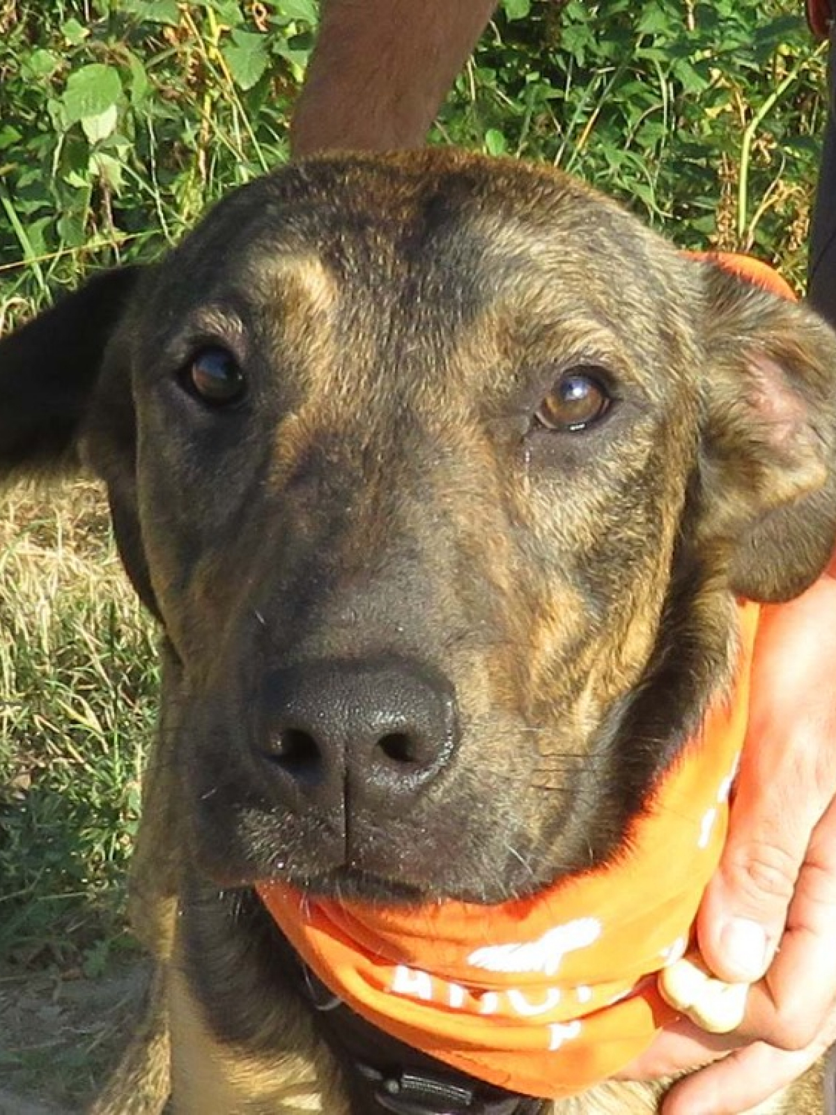 Mango - Chien à adopter à Bains-sur-Oust (35) - Animaux.fr