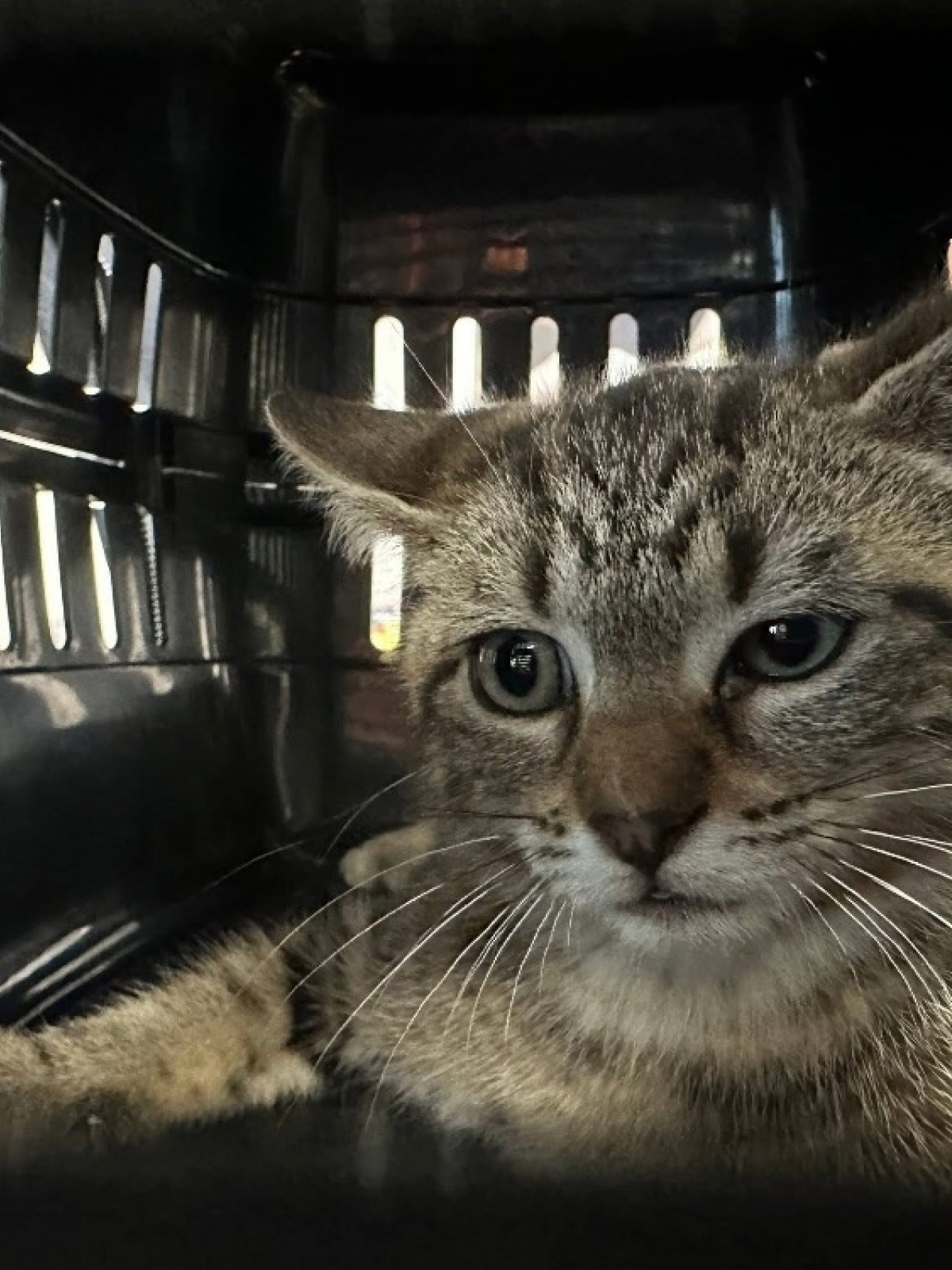 Buzz - Européen à adopter à Saint-Omer (62) - Animaux.fr