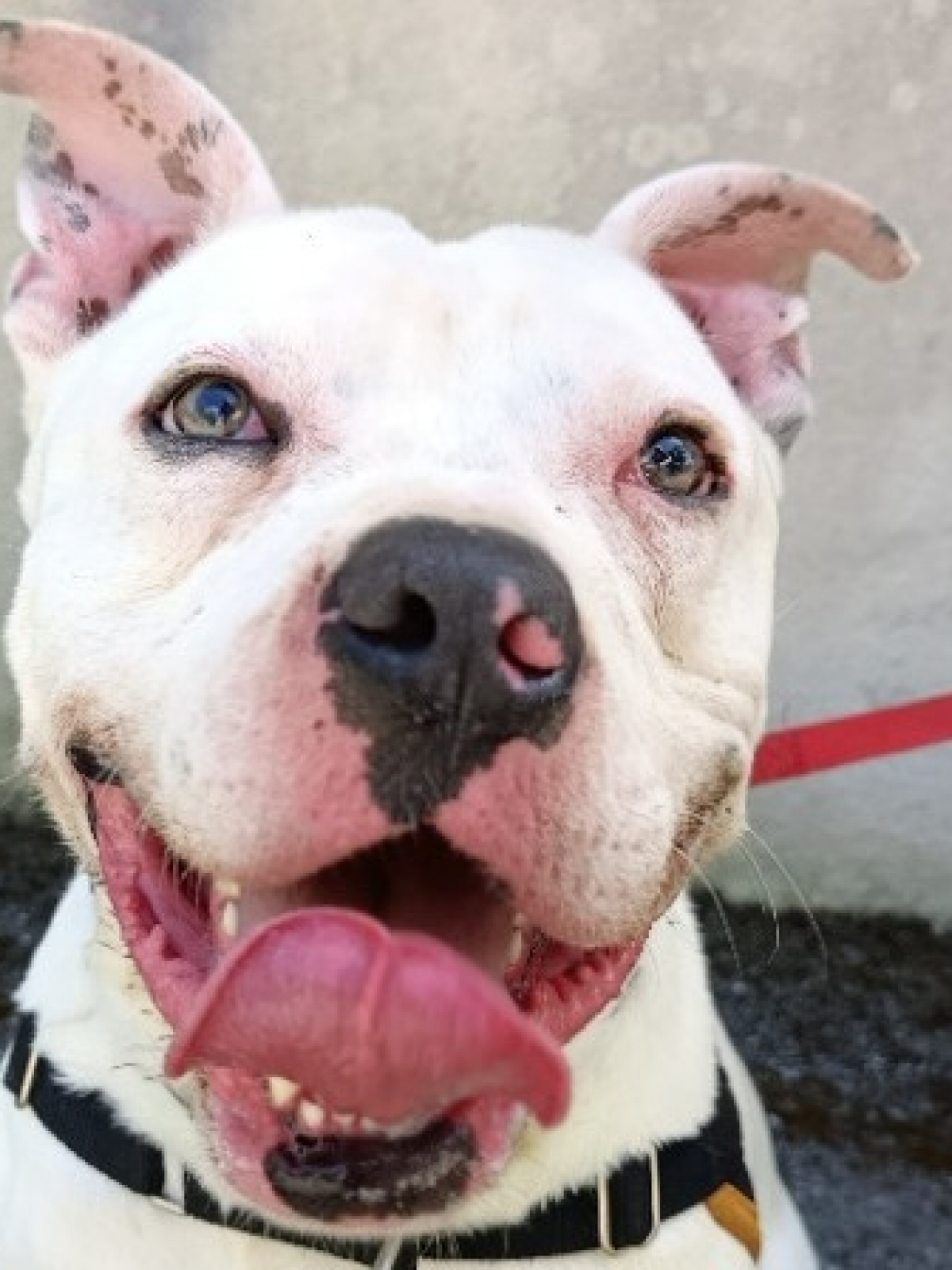 Churros - Chien à adopter à Vitré (35) - Animaux.fr