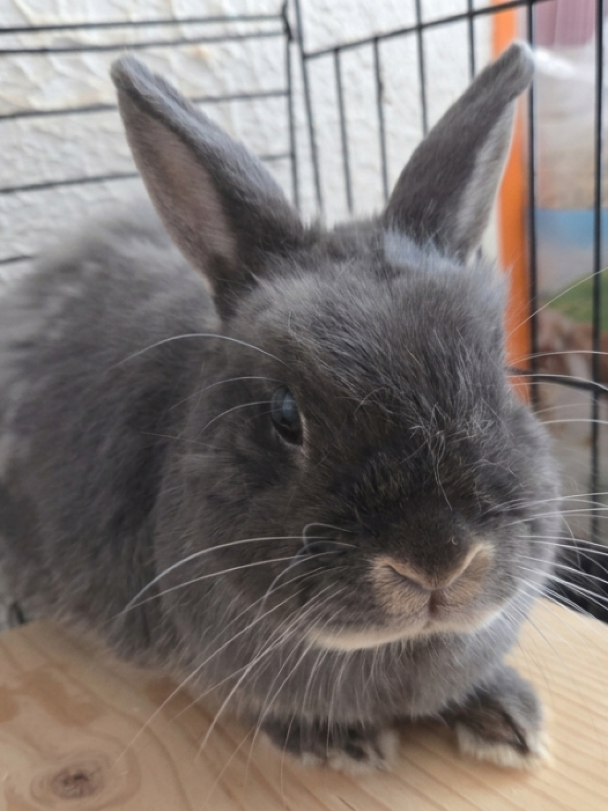 Tally - Lapin à adopter à Saint-Parres-aux-Tertres (10) - Animaux.fr