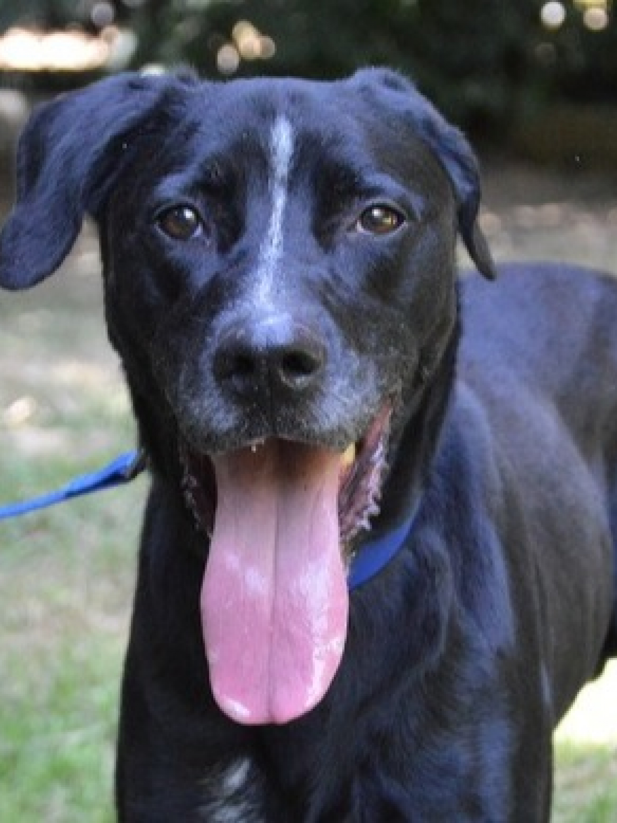 Eclipse - Chien à adopter à Chamarande (91) - Animaux.fr