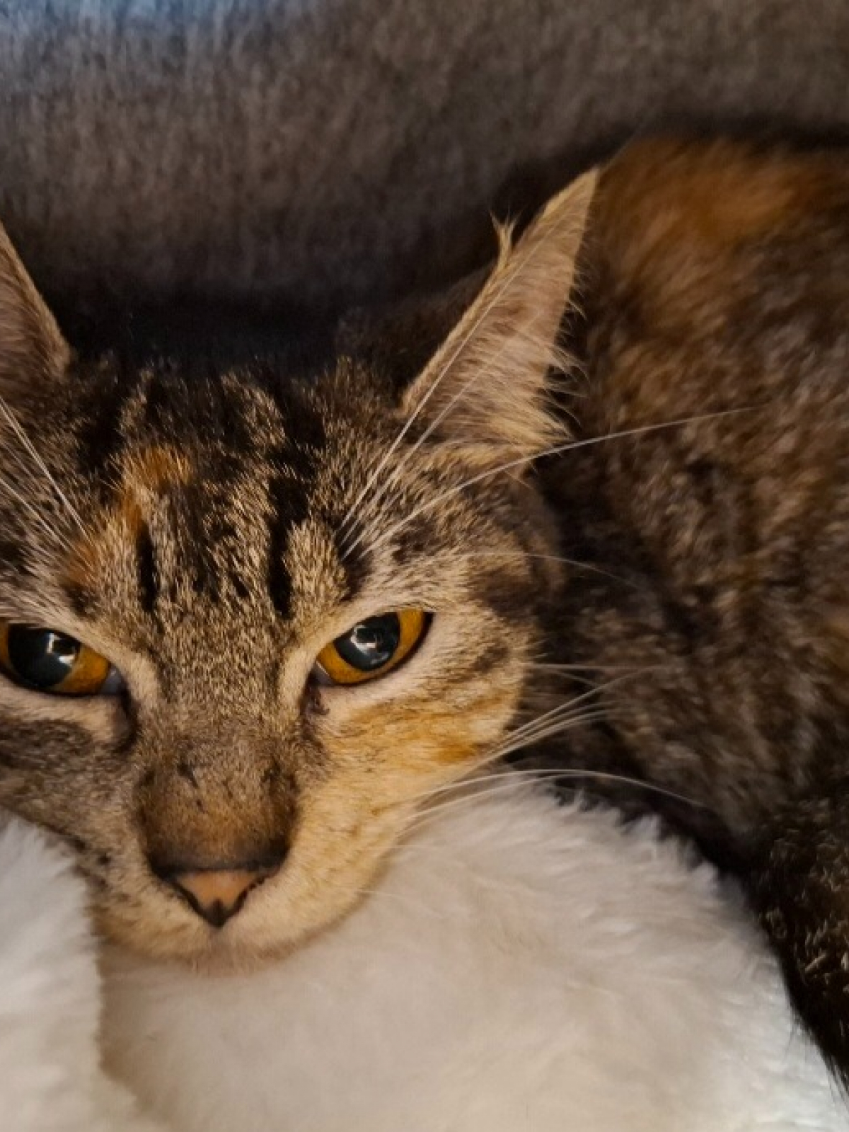 Charlie - Européen à adopter à Tilloy-lès-Mofflaines (62) - Animaux.fr