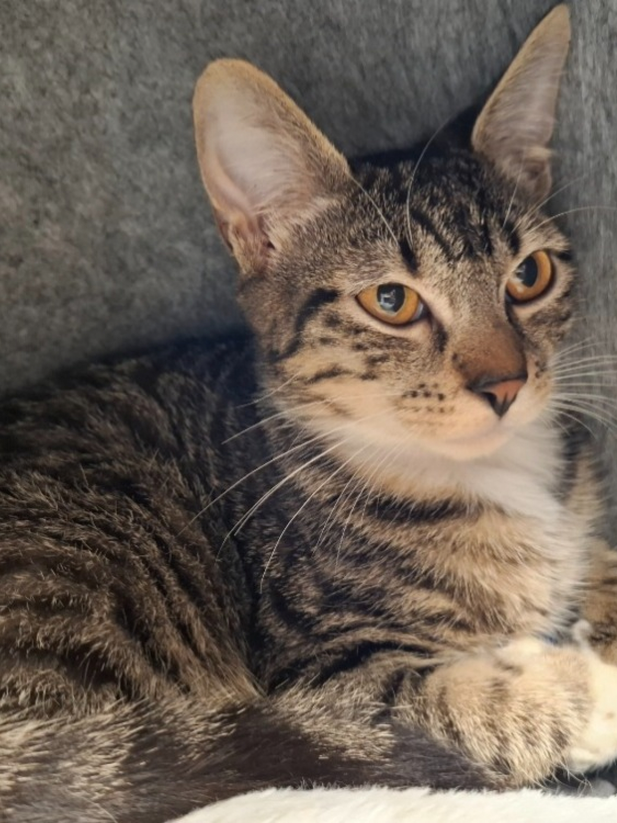 Sacha - Européen à adopter à Tilloy-lès-Mofflaines (62) - Animaux.fr