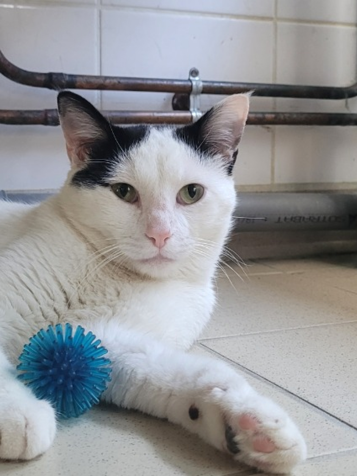 Biscuit - Européen à adopter à Luynes (37) - Animaux.fr