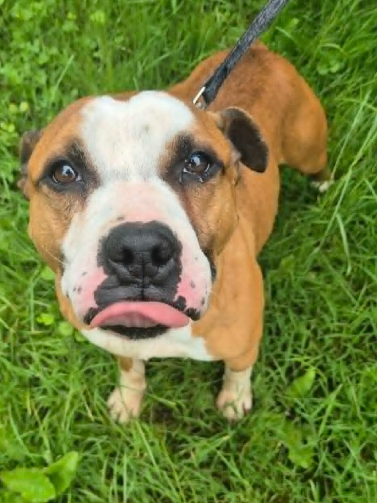 Power - Chien à adopter à Arry (57) - Animaux.fr