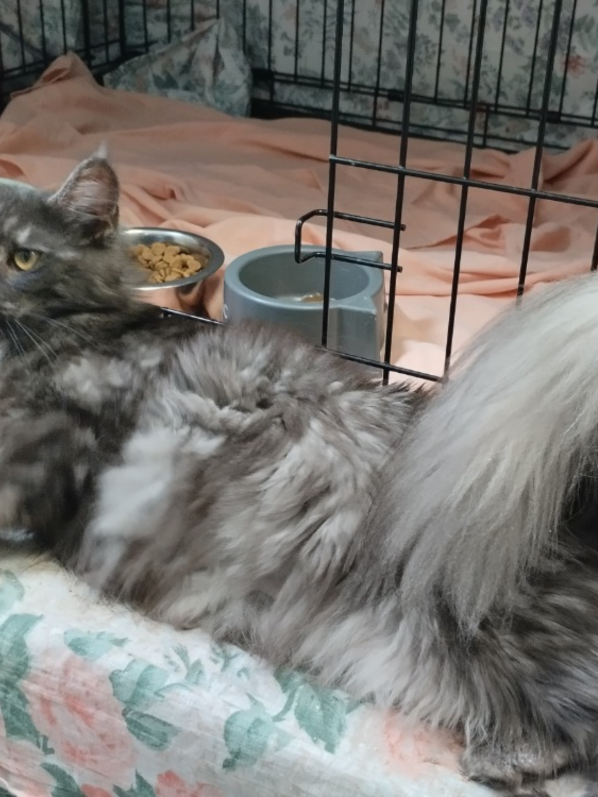 Apolline - Chat à adopter à Tilloy-lès-Mofflaines (62) - Animaux.fr