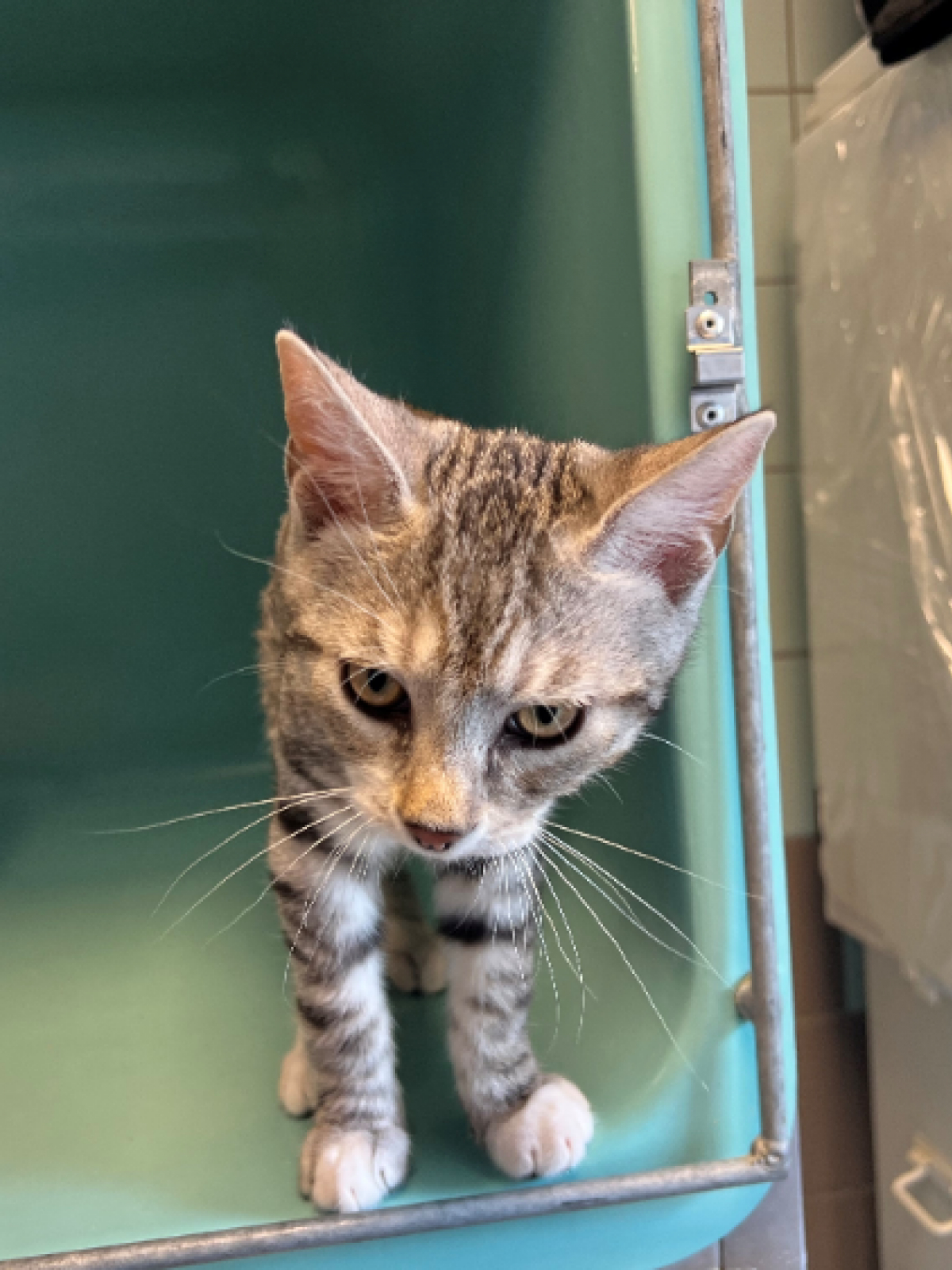 Trix - Européen à adopter à Gennevilliers (92) - Animaux.fr