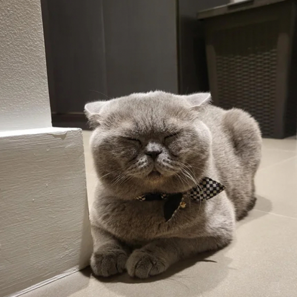 Après avoir attendu son maître pendant 2 ans à la maison, ce chat triste se métamorphose quand ...