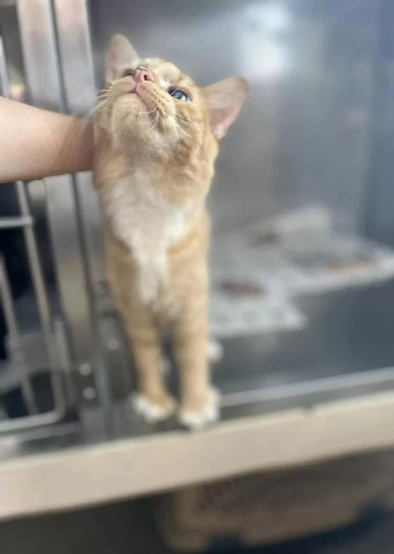 Une femme souhaite adopter un chaton dans un refuge quand son regard ...