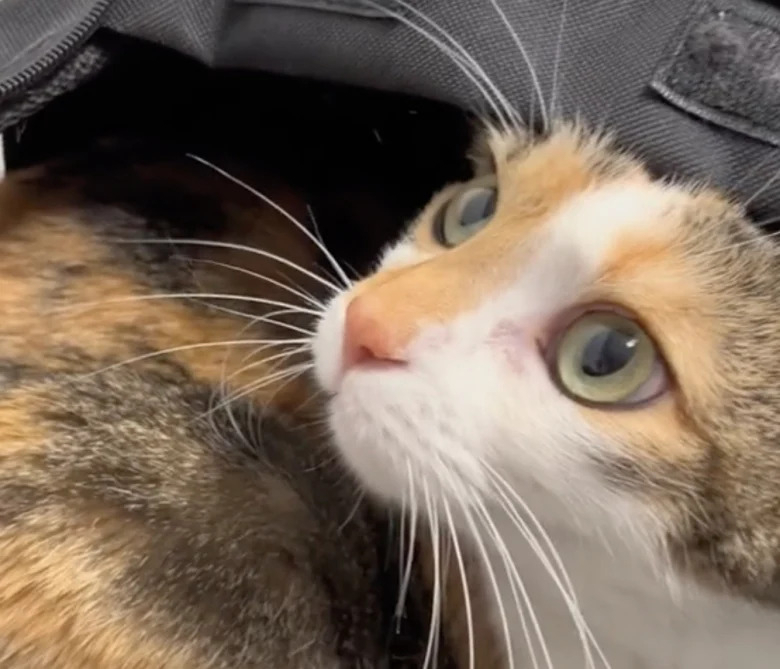 Après avoir été adoptée par un couple, une jeune chatte anxieuse est ...