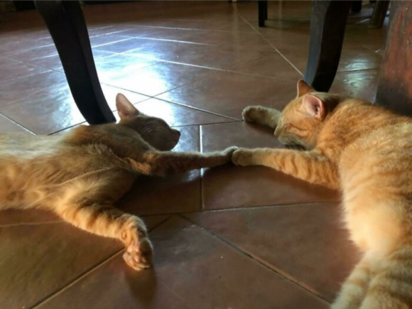 Les chats roux ont un truc en plus, comme le prouvent ces 20 photos épiques